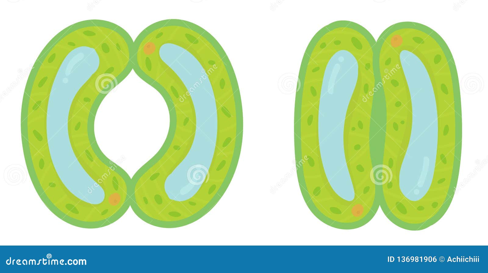 Struttura degli stomi illustrazione vettoriale. Illustrazione di ...