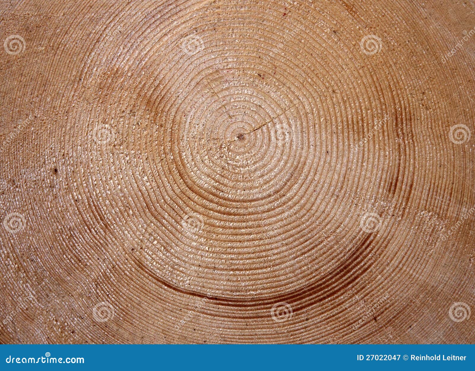 Struttura Del Ceppo Di Albero Immagine Stock - Immagine di cerchio ...