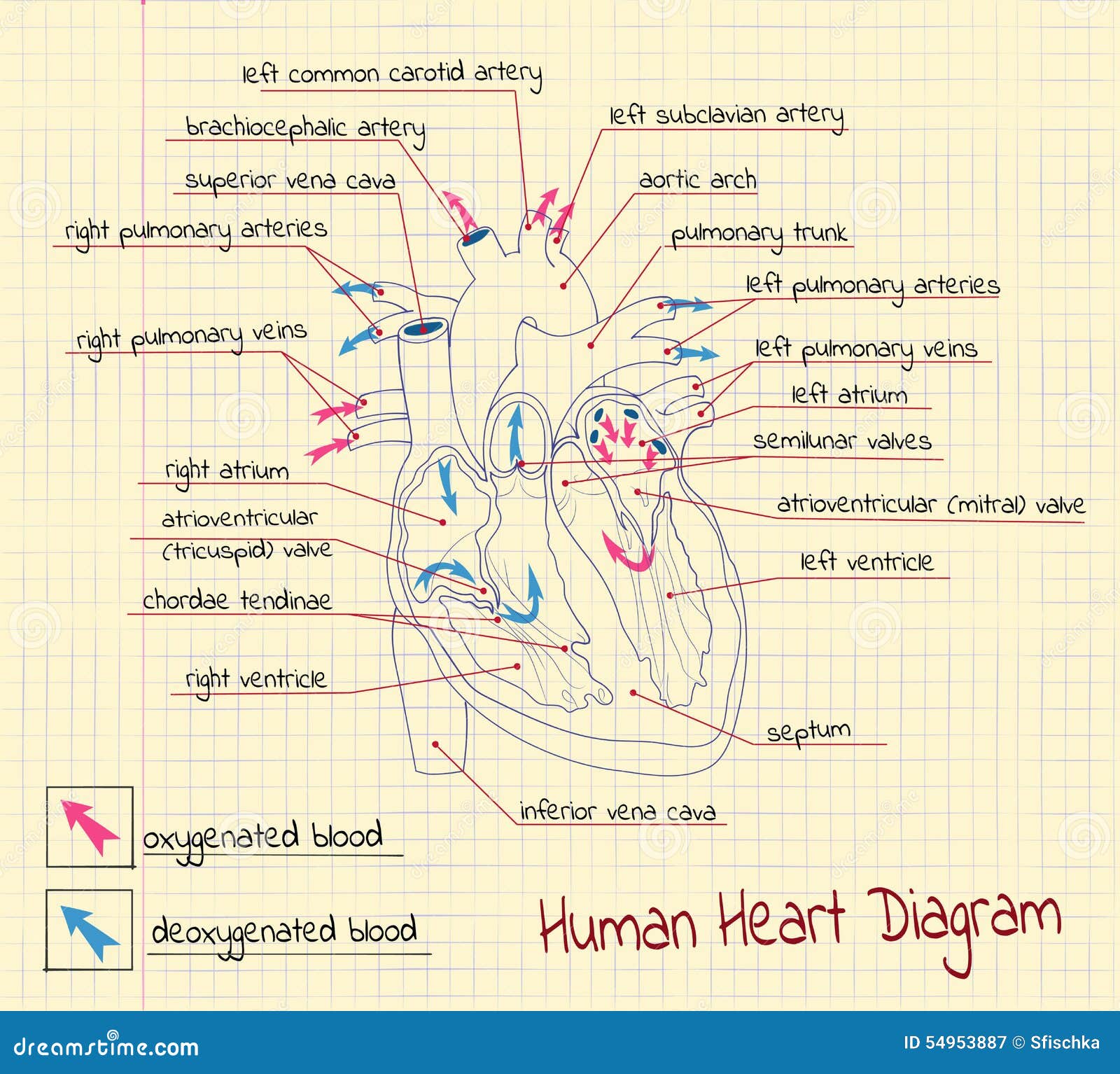 Struttura del cuore illustrazione vettoriale. Illustrazione di lettera ...