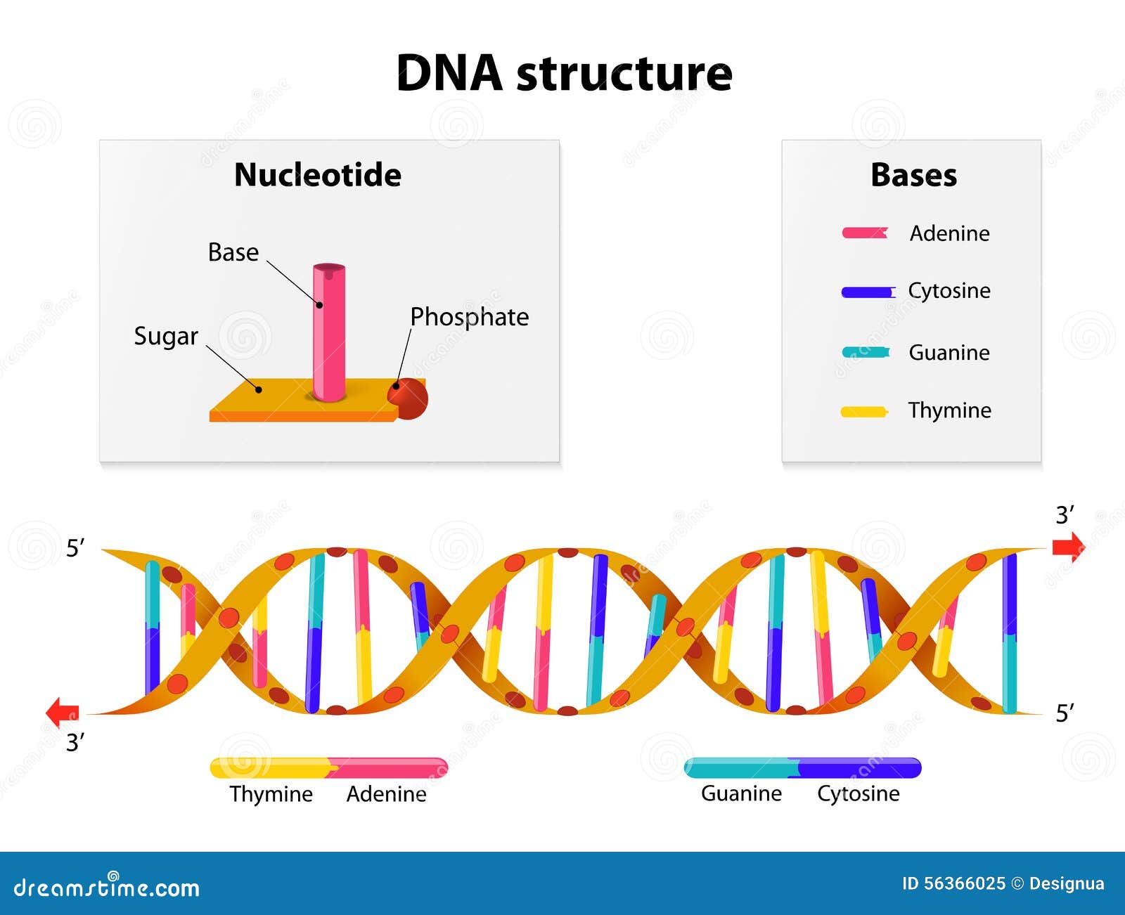 Struttura del DNA illustrazione vettoriale. Illustrazione di umano ...