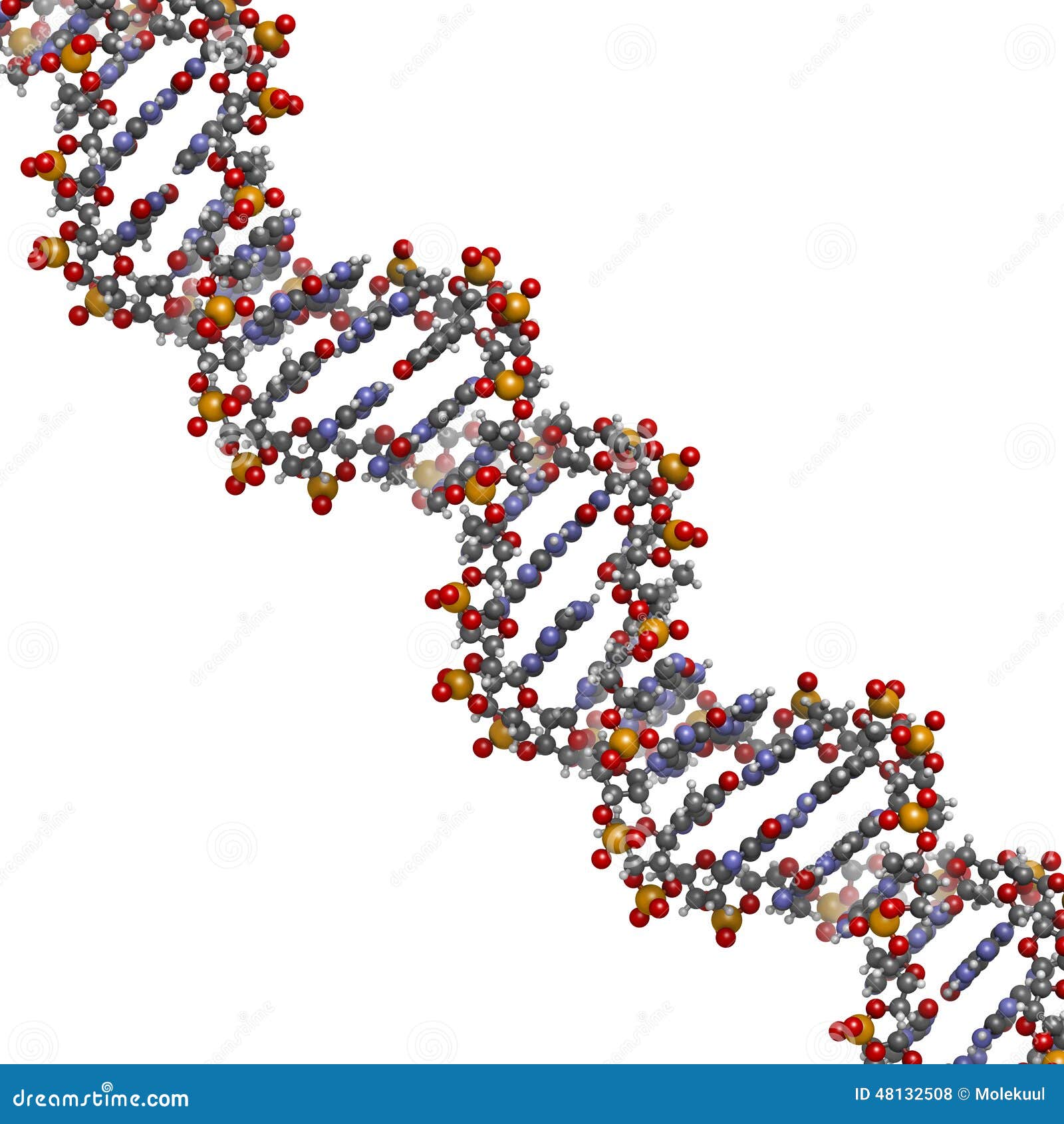 Struttura Del DNA, Forma Di B-DNA Illustrazione di Stock ...
