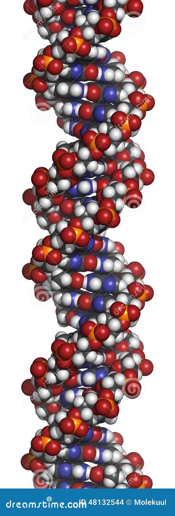Struttura Del DNA, Forma Di B-DNA Illustrazione di Stock ...