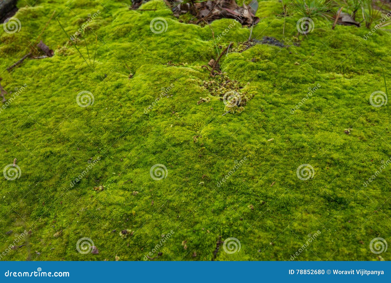 Struttura del muschio fotografia stock. Immagine di sviluppisi - 78852680