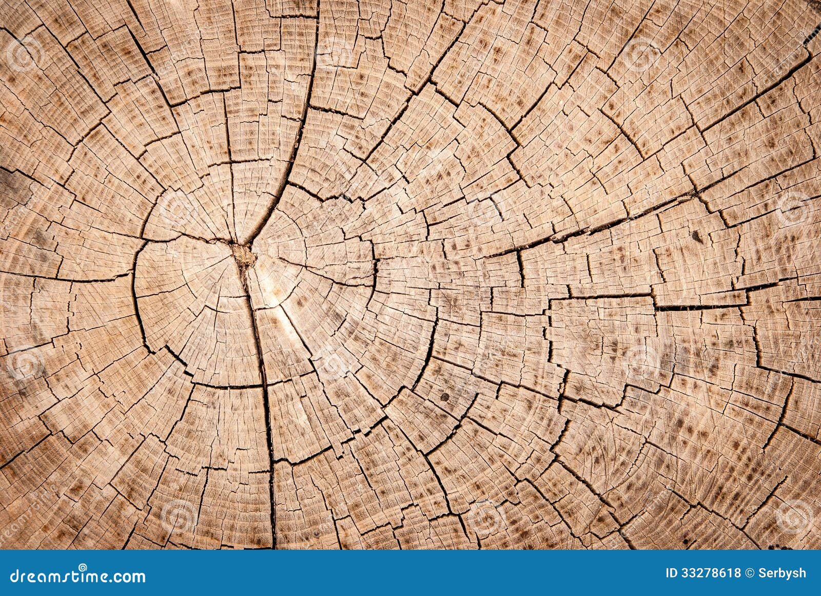 Struttura Del Tronco Di Albero Fotografia Stock - Immagine di incrinato ...