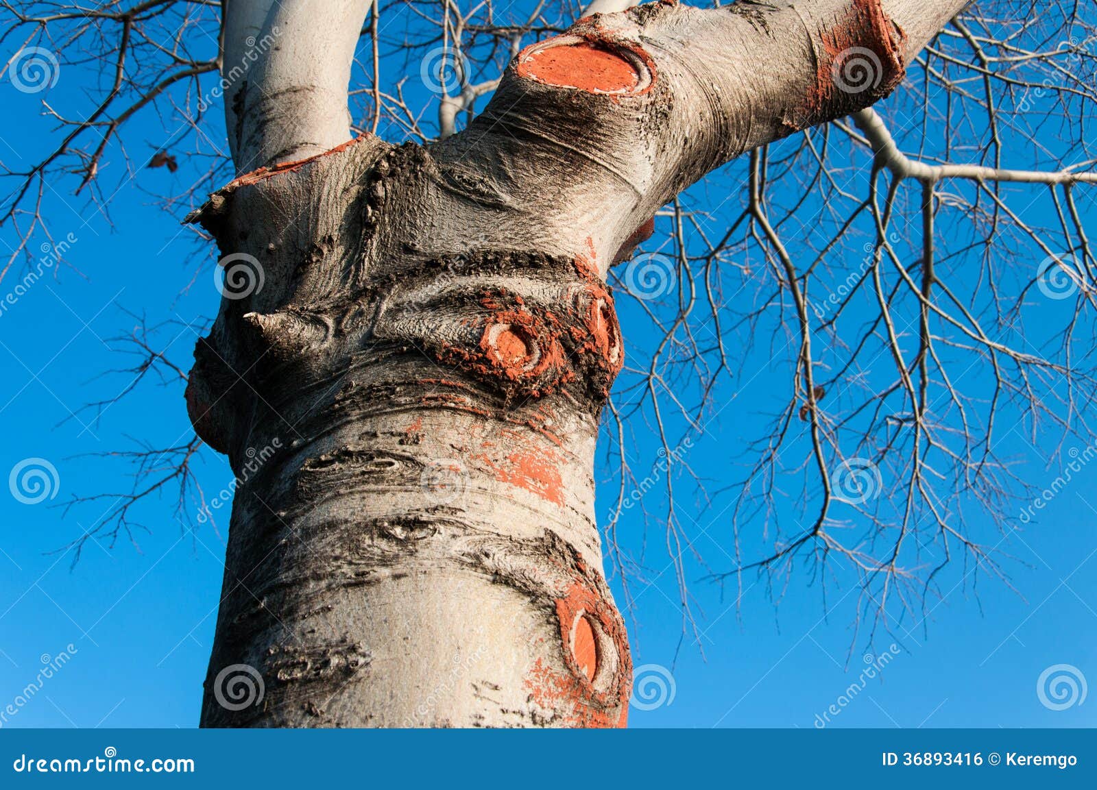 Struttura Del Tronco Di Albero Fotografia Stock - Immagine di figure ...