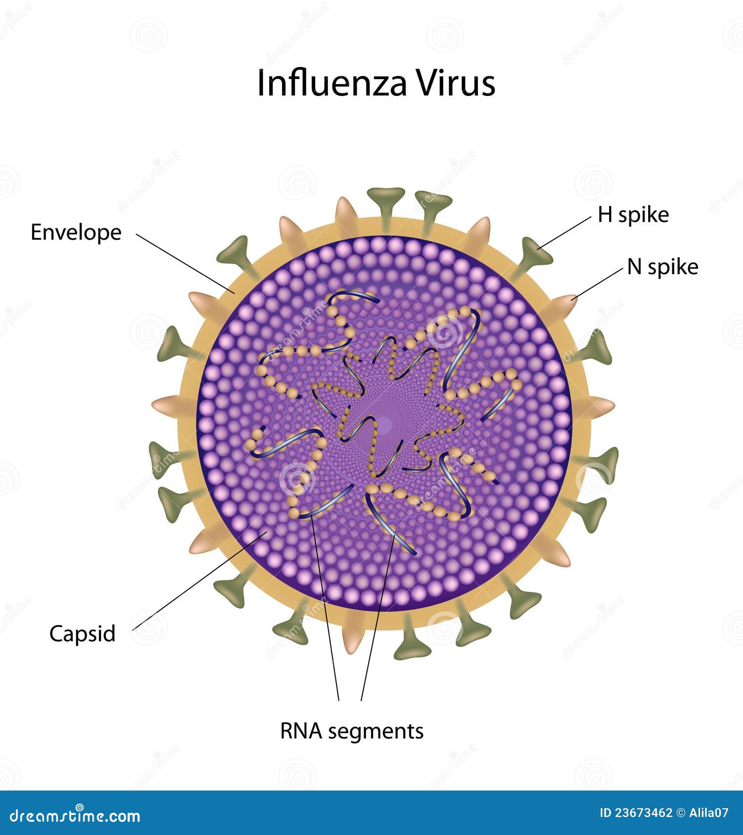 Struttura Del Virus Dell'influenza Illustrazione Vettoriale ...