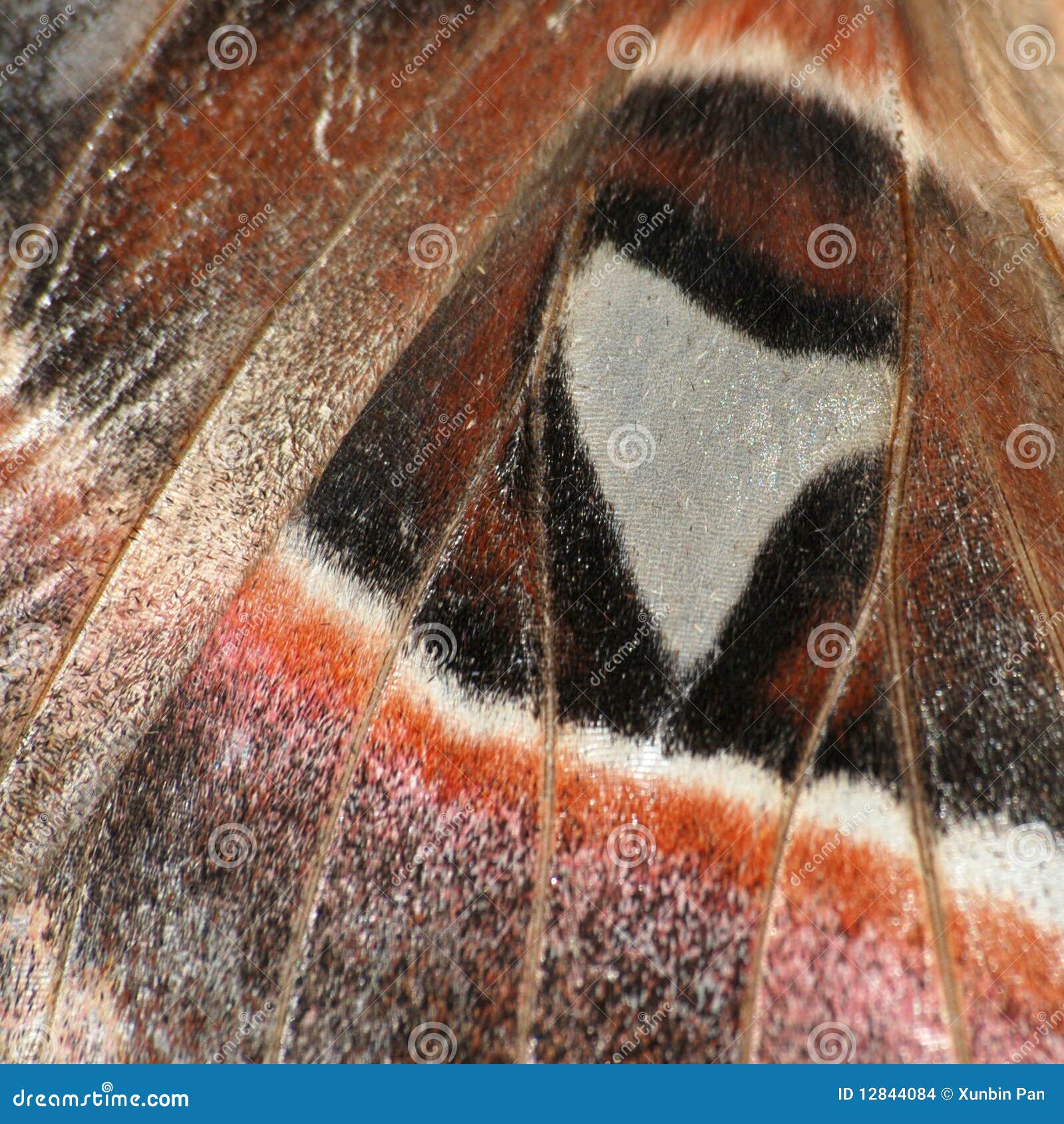 Struttura Dell'ala Della Farfalla Fotografia Stock - Immagine di ...