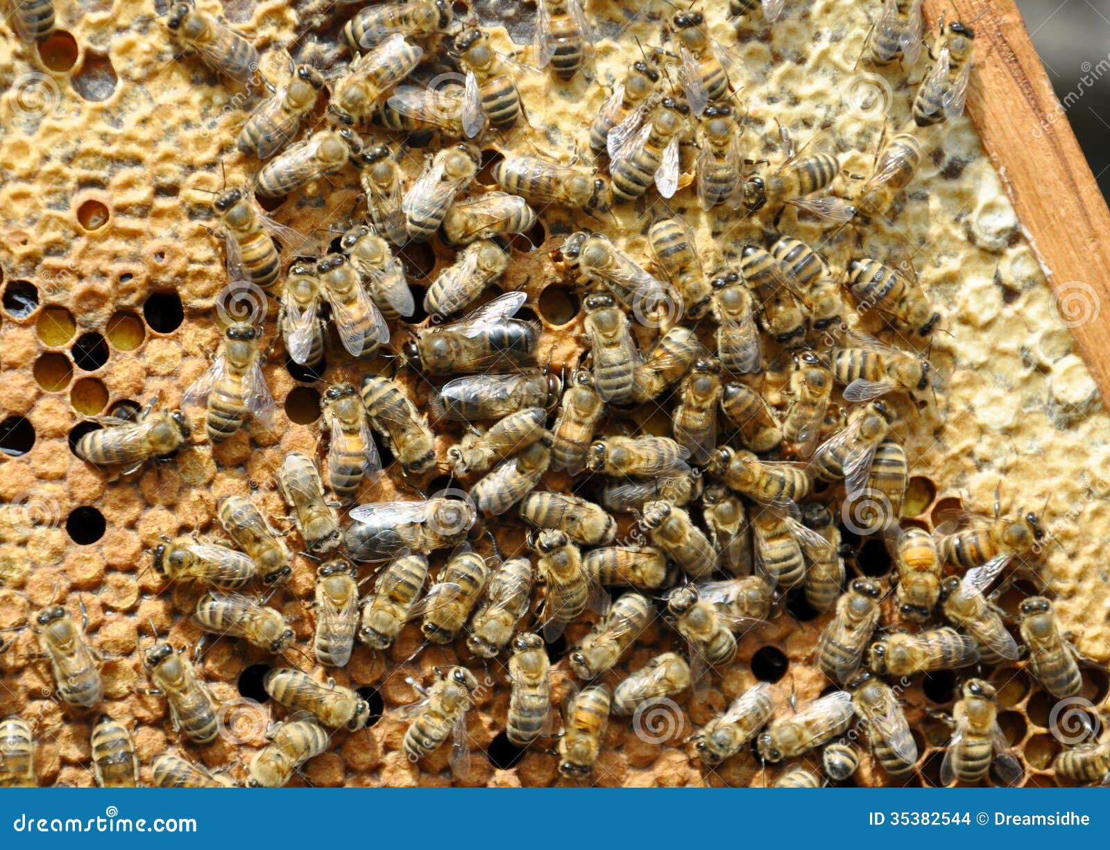 Struttura Dell'ape Con Le Api Fotografia Stock - Immagine di sigillato ...