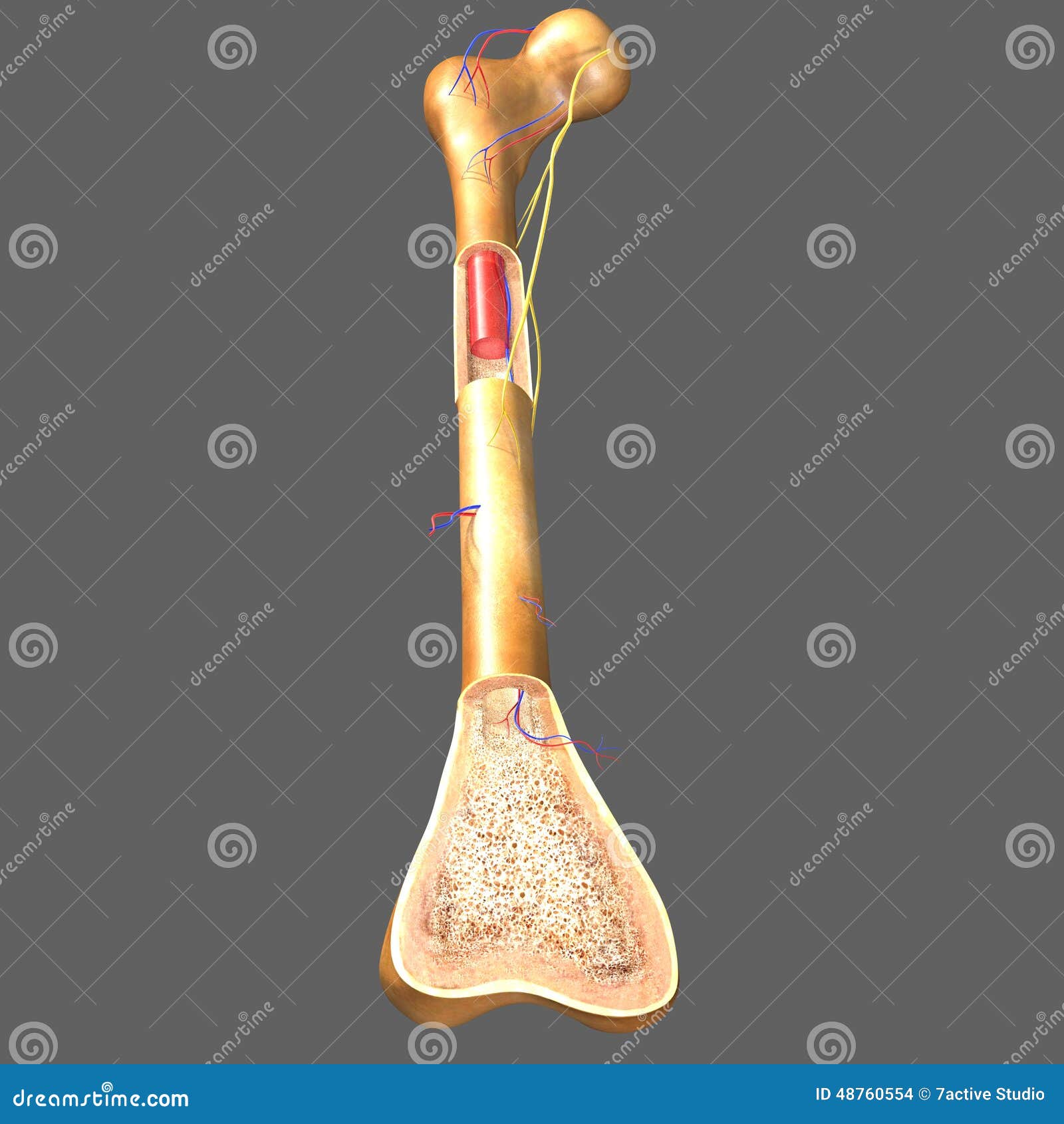 Struttura dell'osso illustrazione di stock. Illustrazione di educativo ...