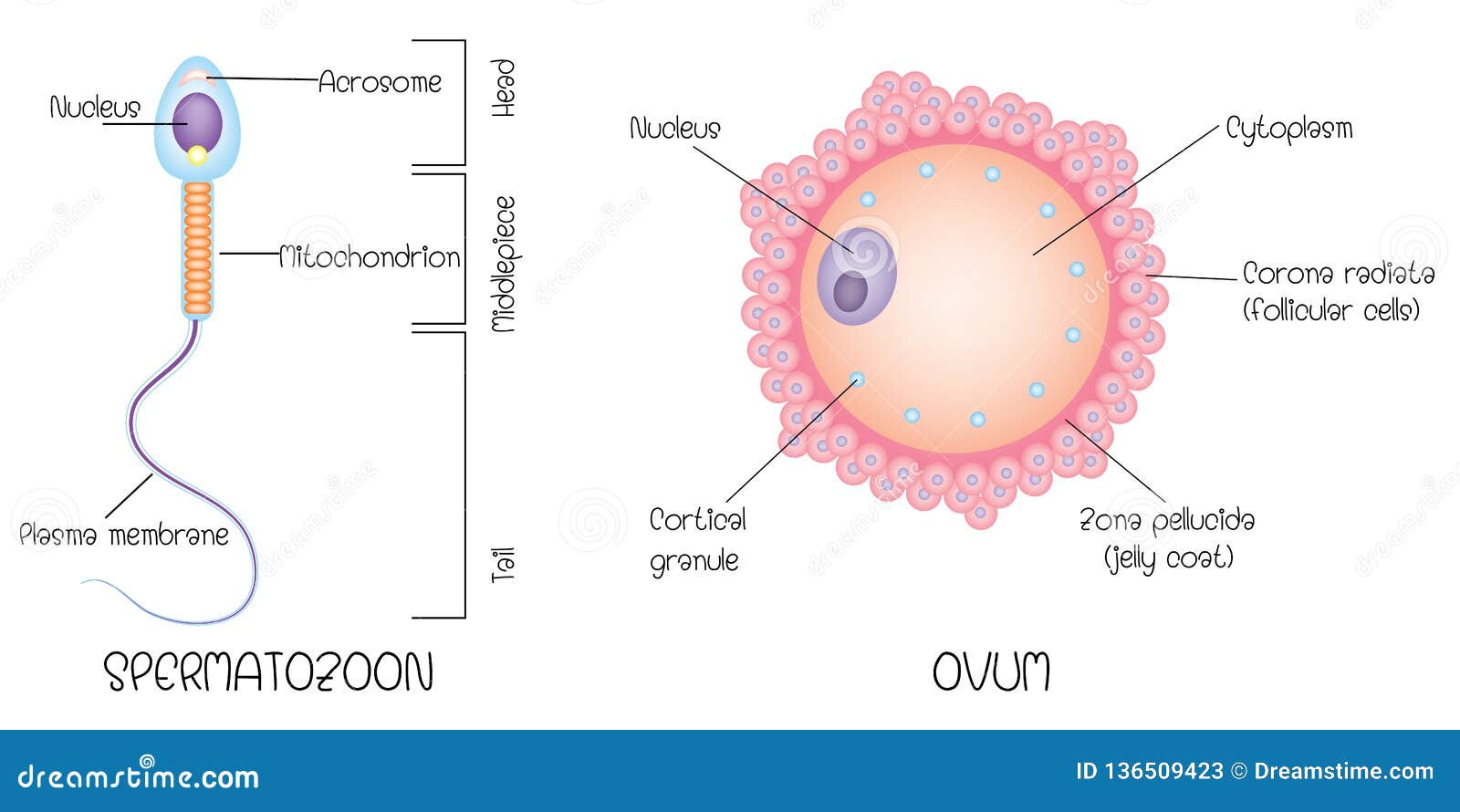 Struttura Dell'uovo E Dello Sperma Illustrazione Vettoriale ...