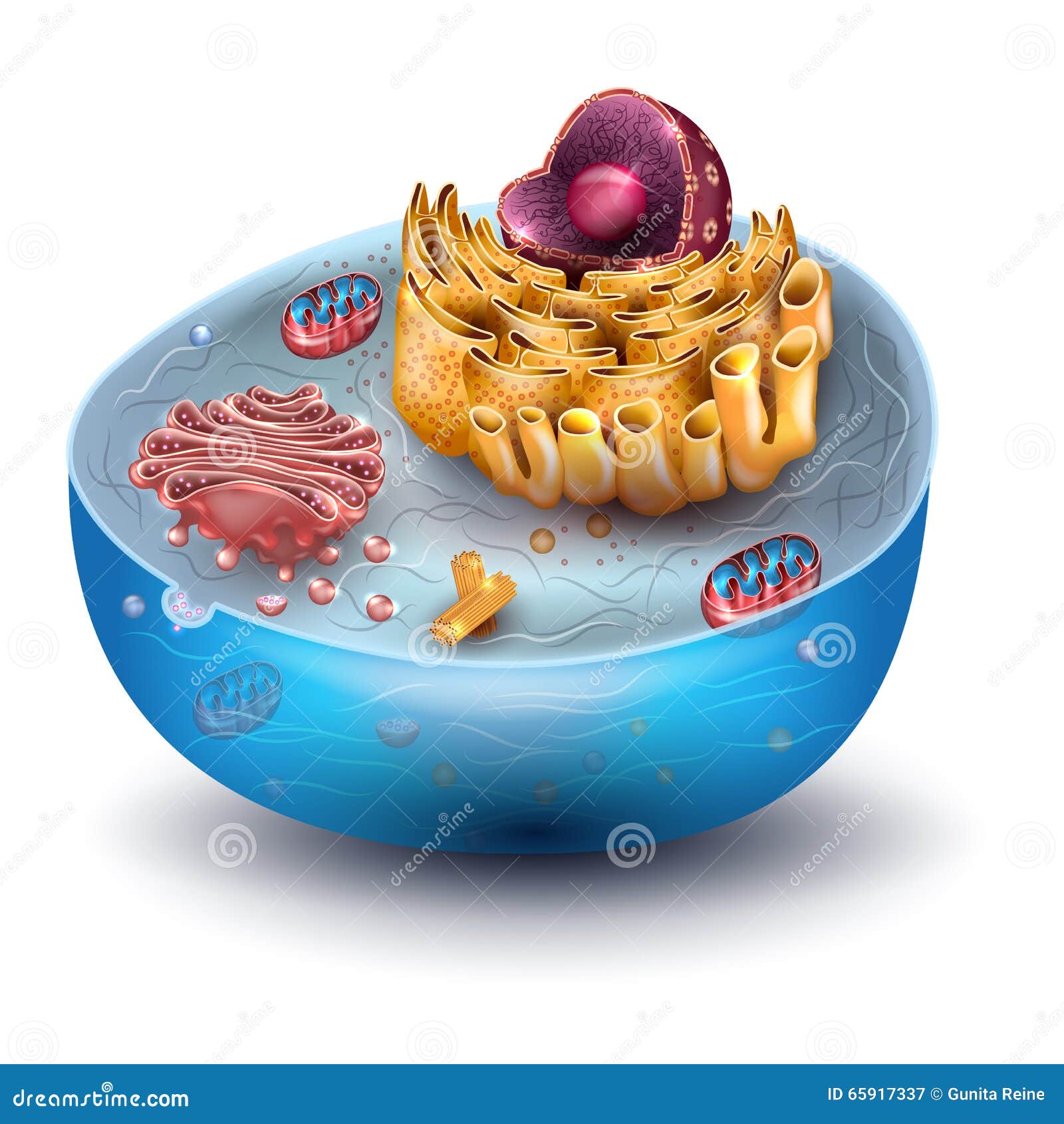 Struttura della cellula illustrazione vettoriale. Illustrazione di ...