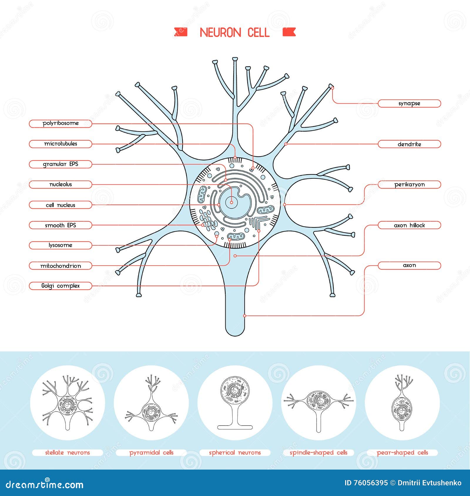 Struttura Della Cellula Del Neurone Illustrazione Vettoriale ...