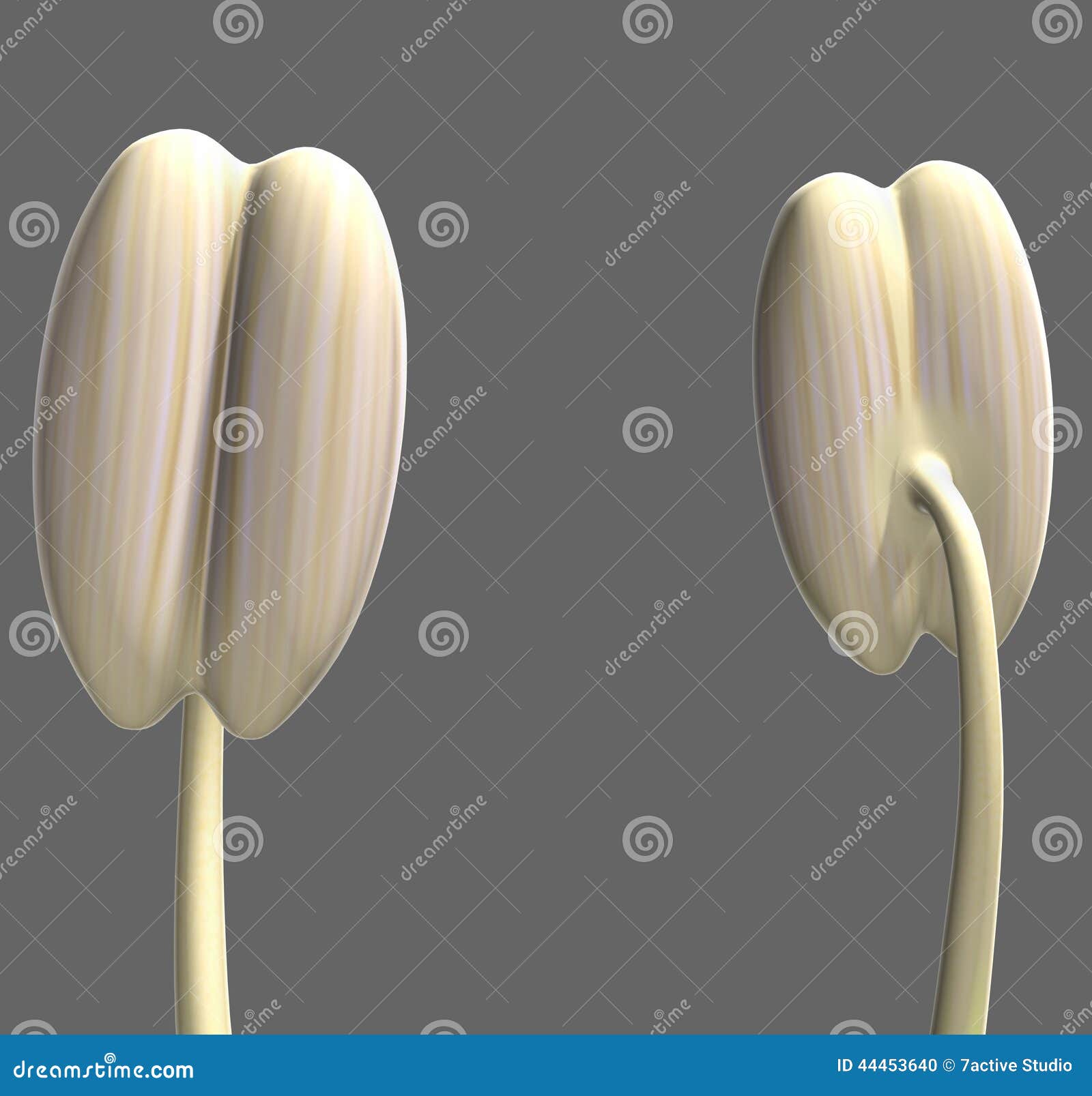 Struttura dello stame illustrazione di stock. Illustrazione di petalo ...