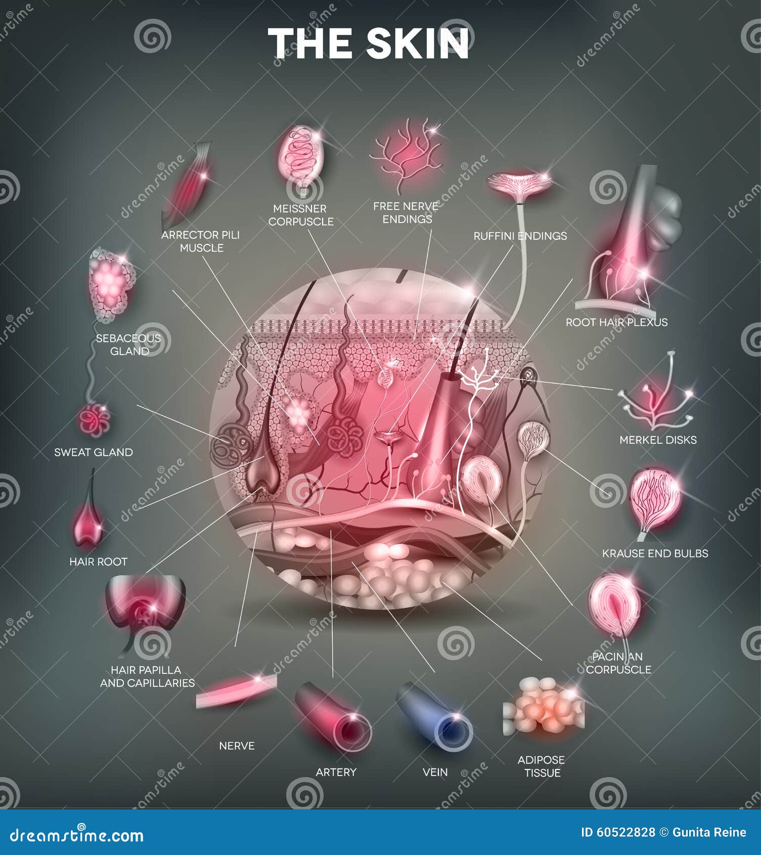 Struttura Di Anatomia Della Pelle Illustrazione Vettoriale ...