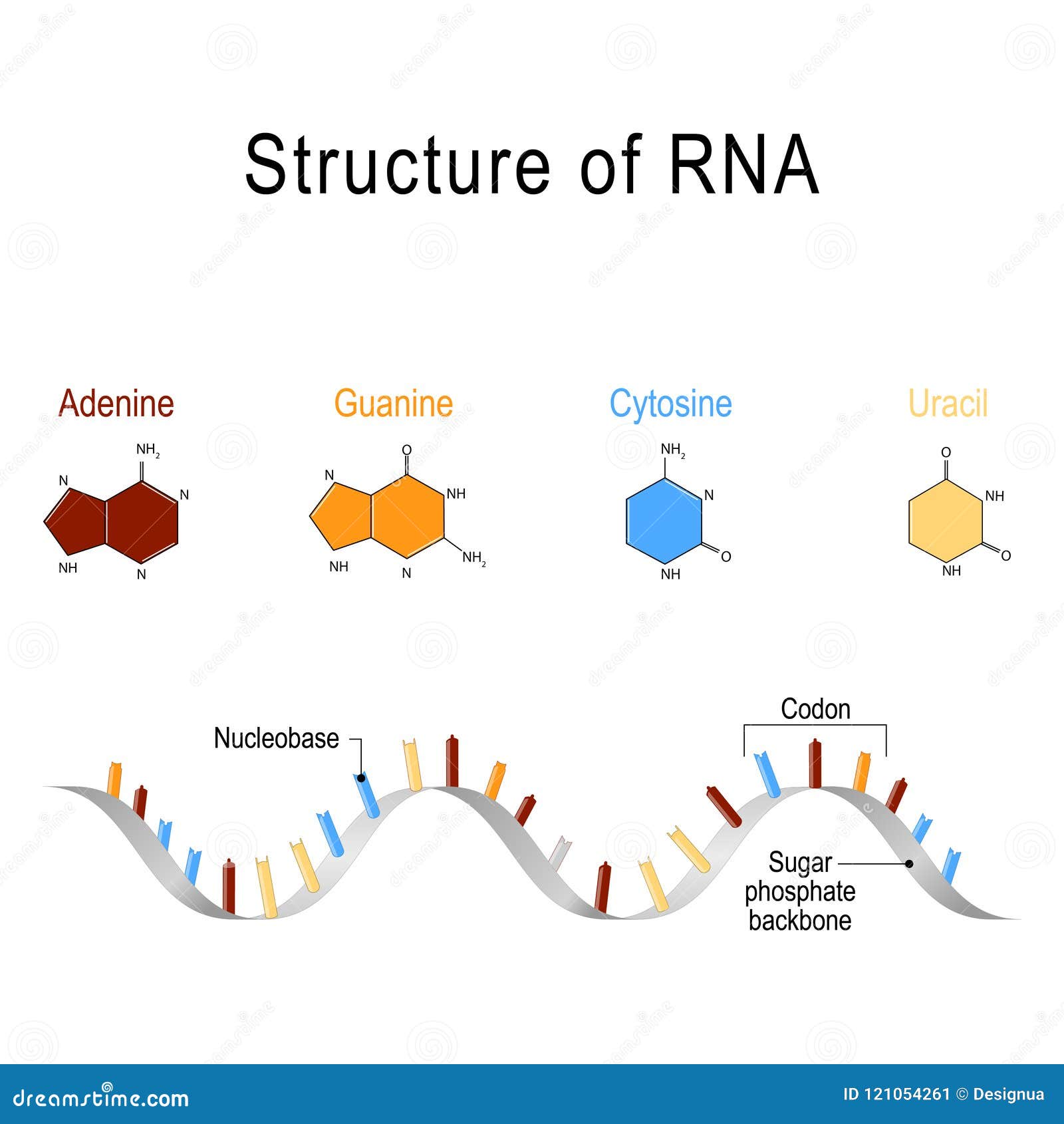 Struttura di RNA illustrazione vettoriale. Illustrazione di molecolare ...
