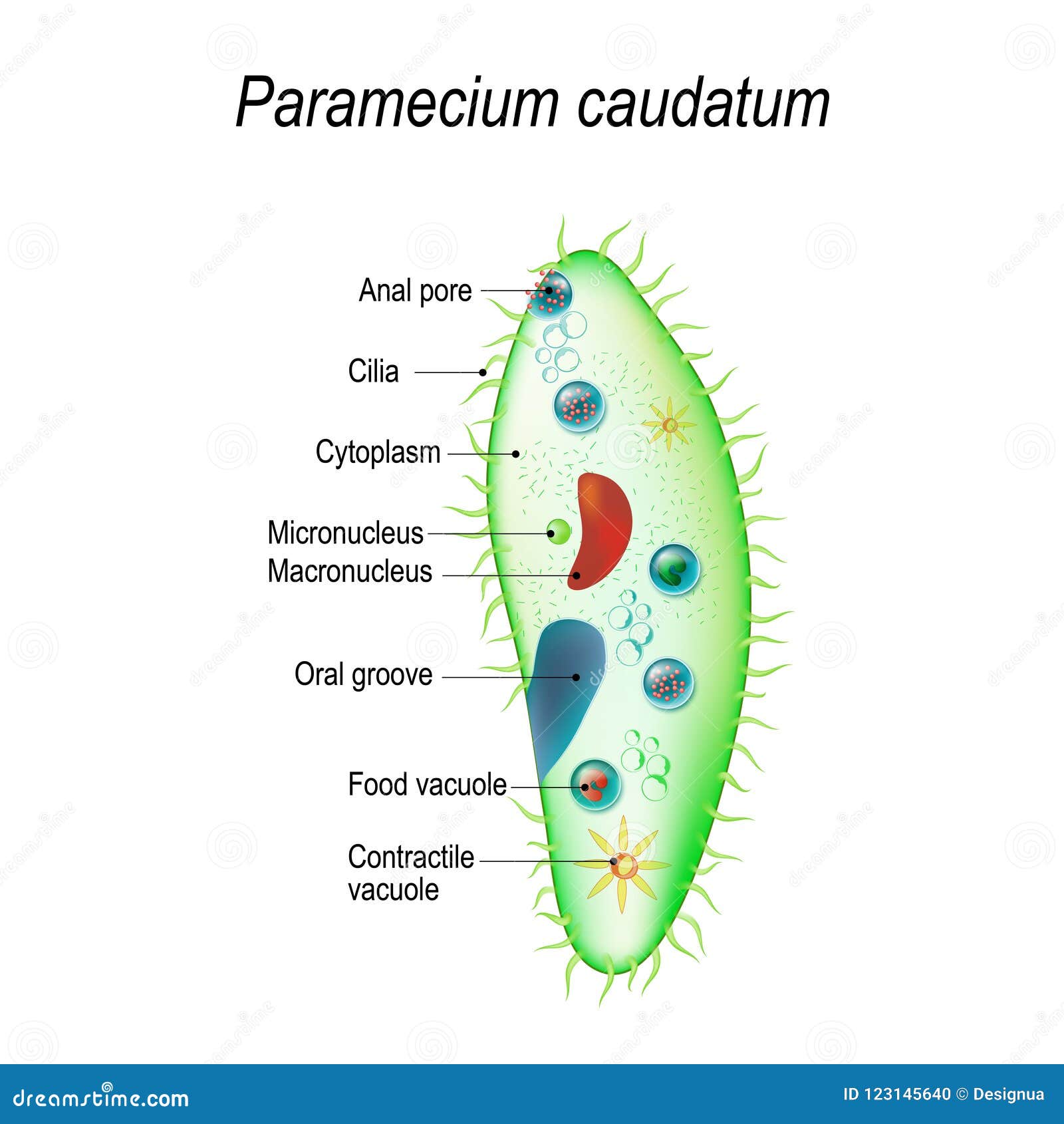 Struttura Di Un Caudatum Di Paramecio Illustrazione Vettoriale ...