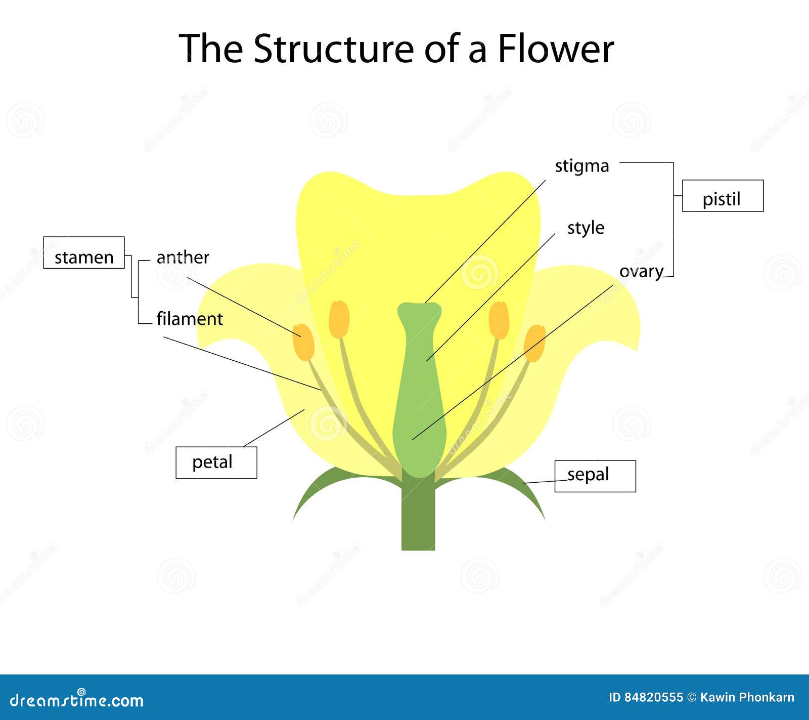 Struttura di un fiore illustrazione vettoriale. Illustrazione di ...