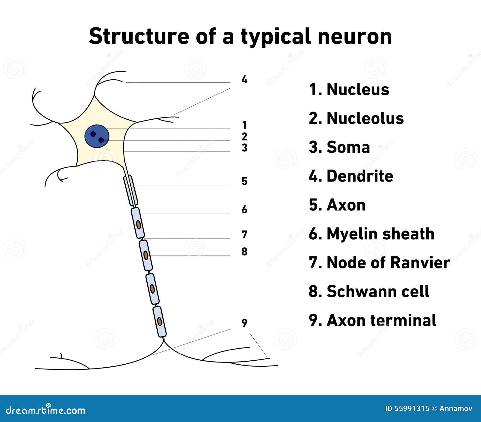Struttura Di Un Neurone Tipico Illustrazione Vettoriale - Illustrazione ...