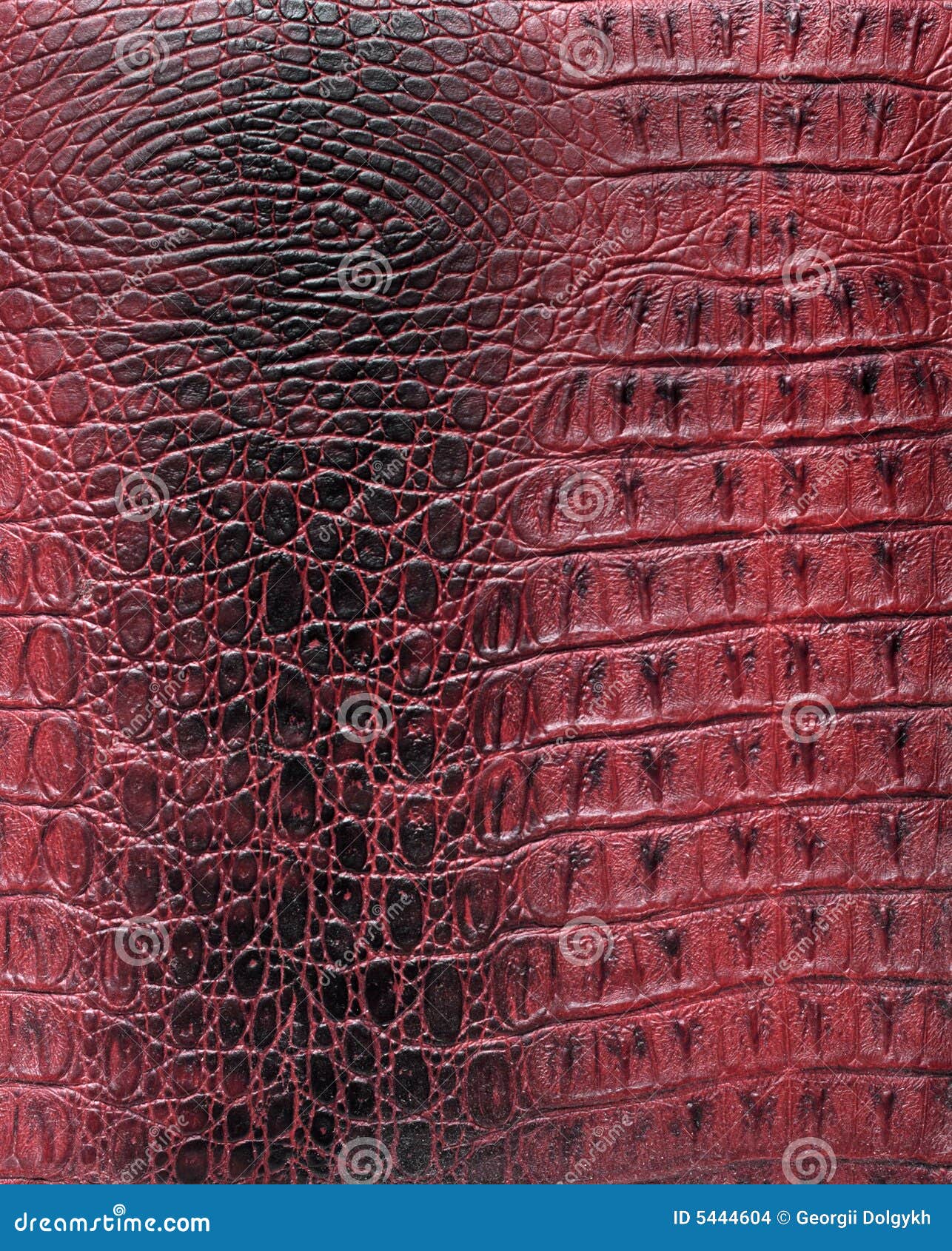 Struttura Di Una Pelle Del Rettile Fotografia Stock - Immagine di cuoio ...