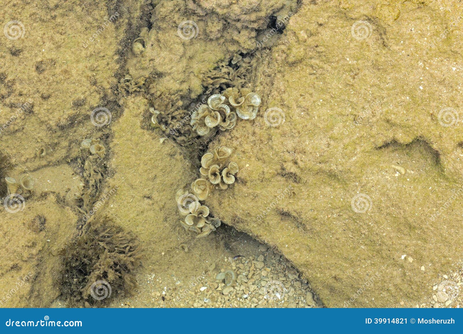 Struttura-fondale marino immagine stock. Immagine di quiete - 39914821