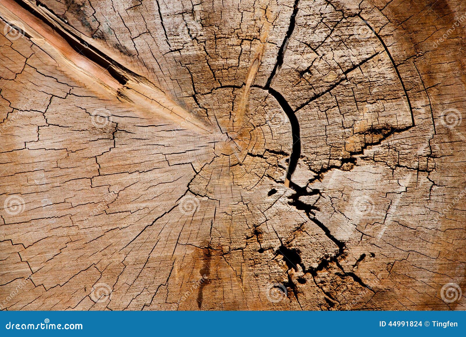 Struttura Interna Del Tronco Di Albero Fotografia Stock - Immagine di ...