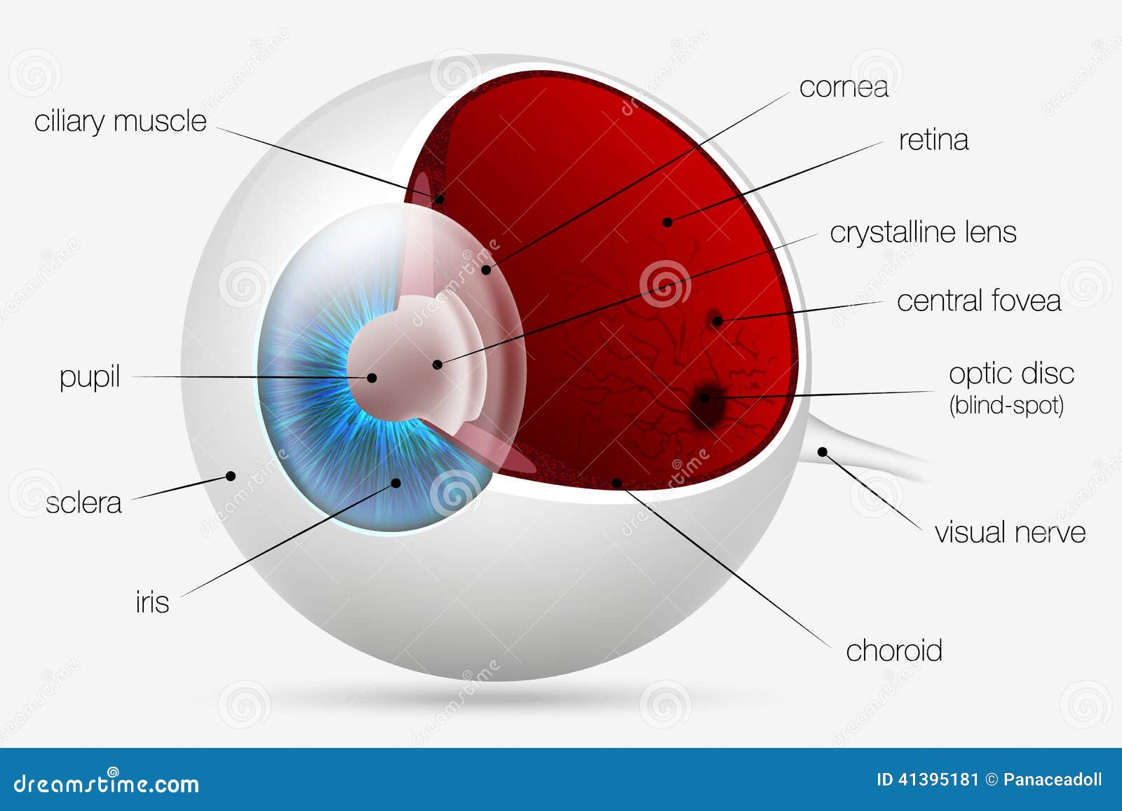 Struttura Interna Dell'occhio Umano Illustrazione Vettoriale ...