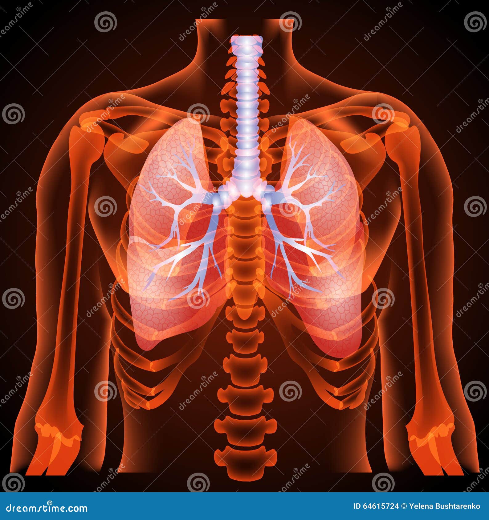 Struttura Medica Dei Polmoni, Anatomia Illustrazione Vettoriale ...