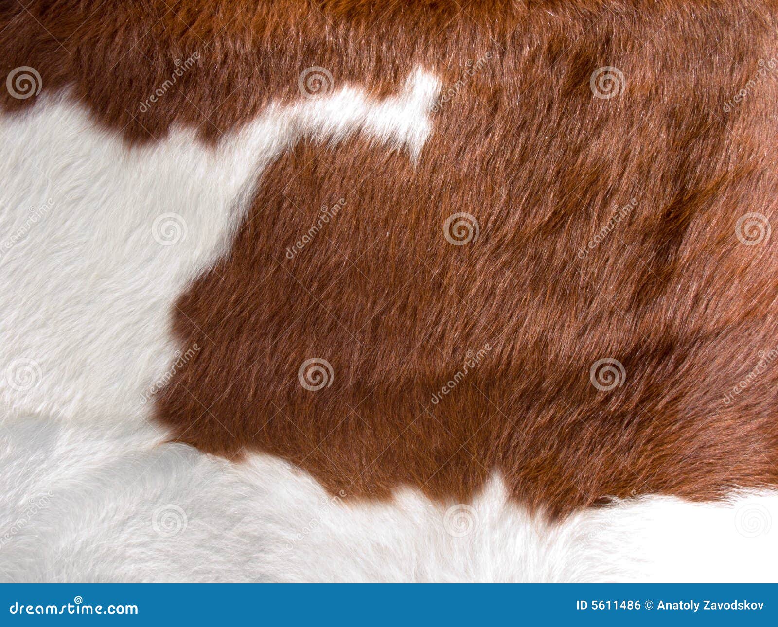 Struttura Reale Della Pelle Della Mucca Fotografia Stock - Immagine di ...