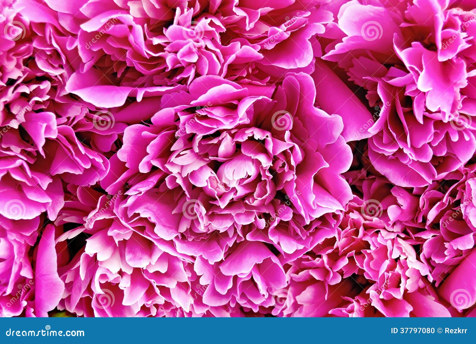 Struttura Rosa Della Peonia Fotografia Stock - Immagine di regalo, nave ...