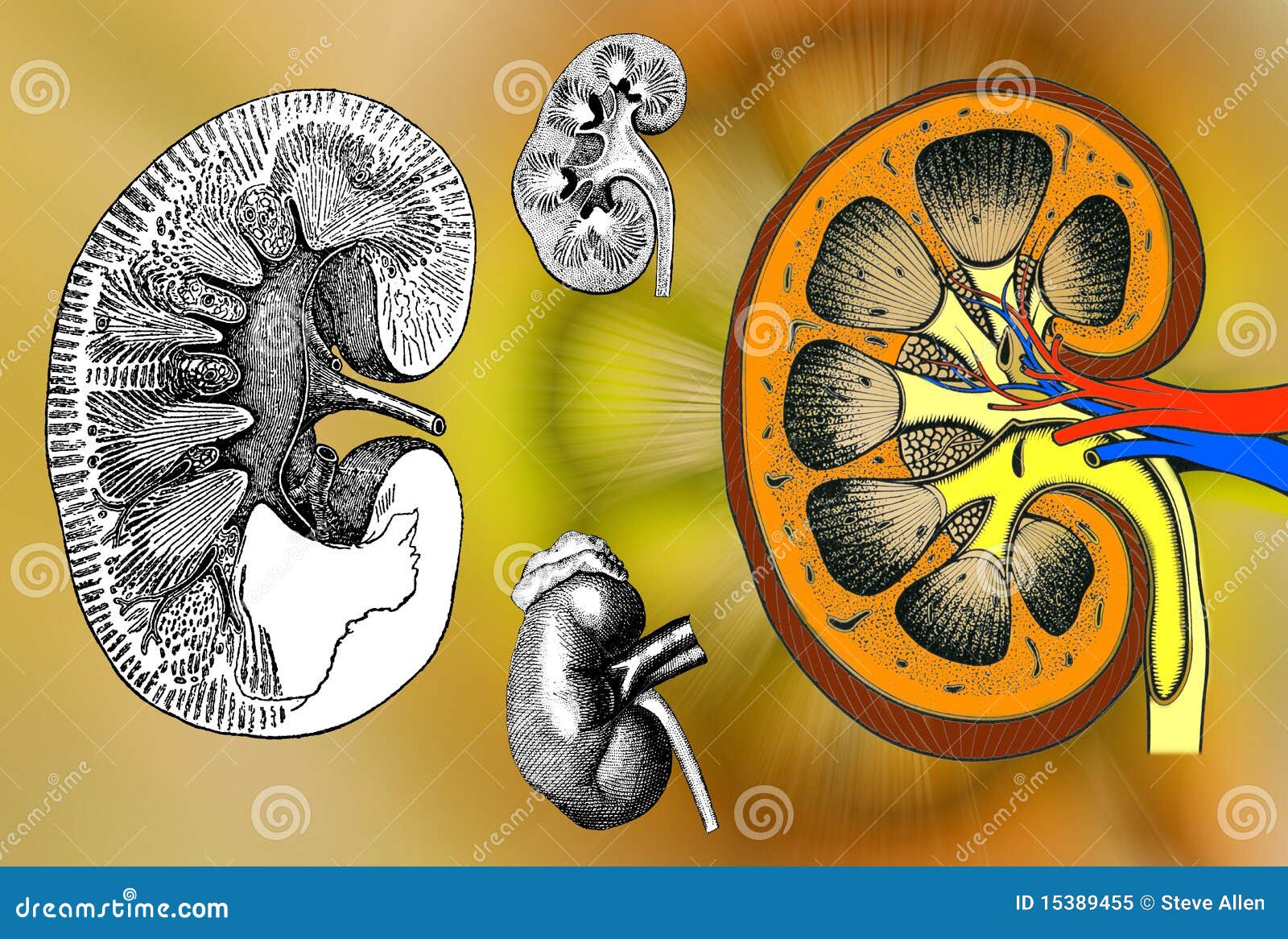 Struttura umana del rene illustrazione di stock. Illustrazione di ...