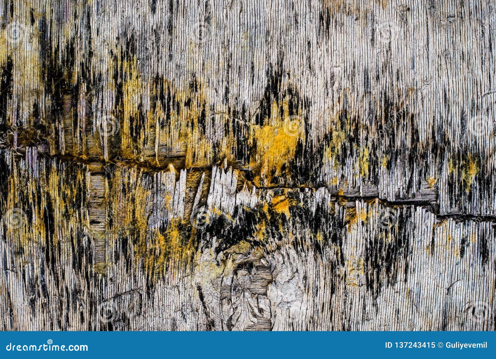 Strutture Differenti Su Legno Prodotto Da Fungy, Muffa Immagine Stock ...