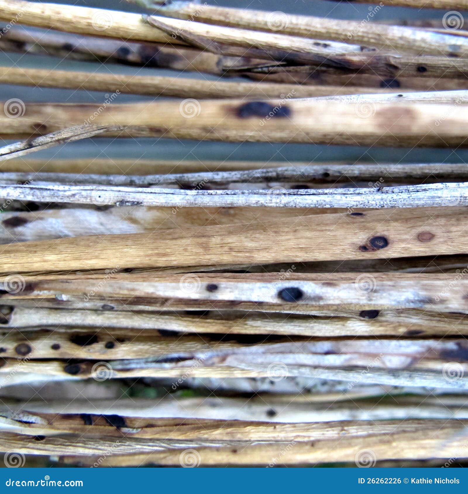 Strutture organiche 1 fotografia stock. Immagine di autunno - 26262226