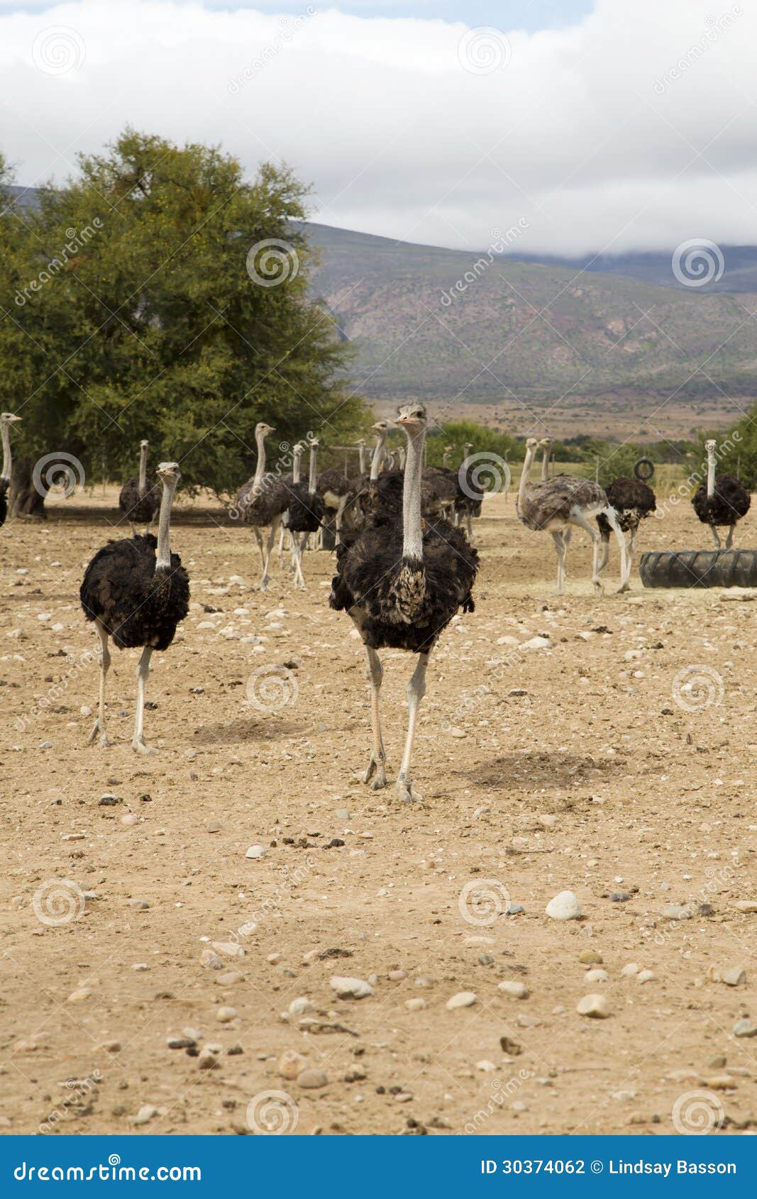 Struzzi fotografia stock. Immagine di grande, maschio - 30374062