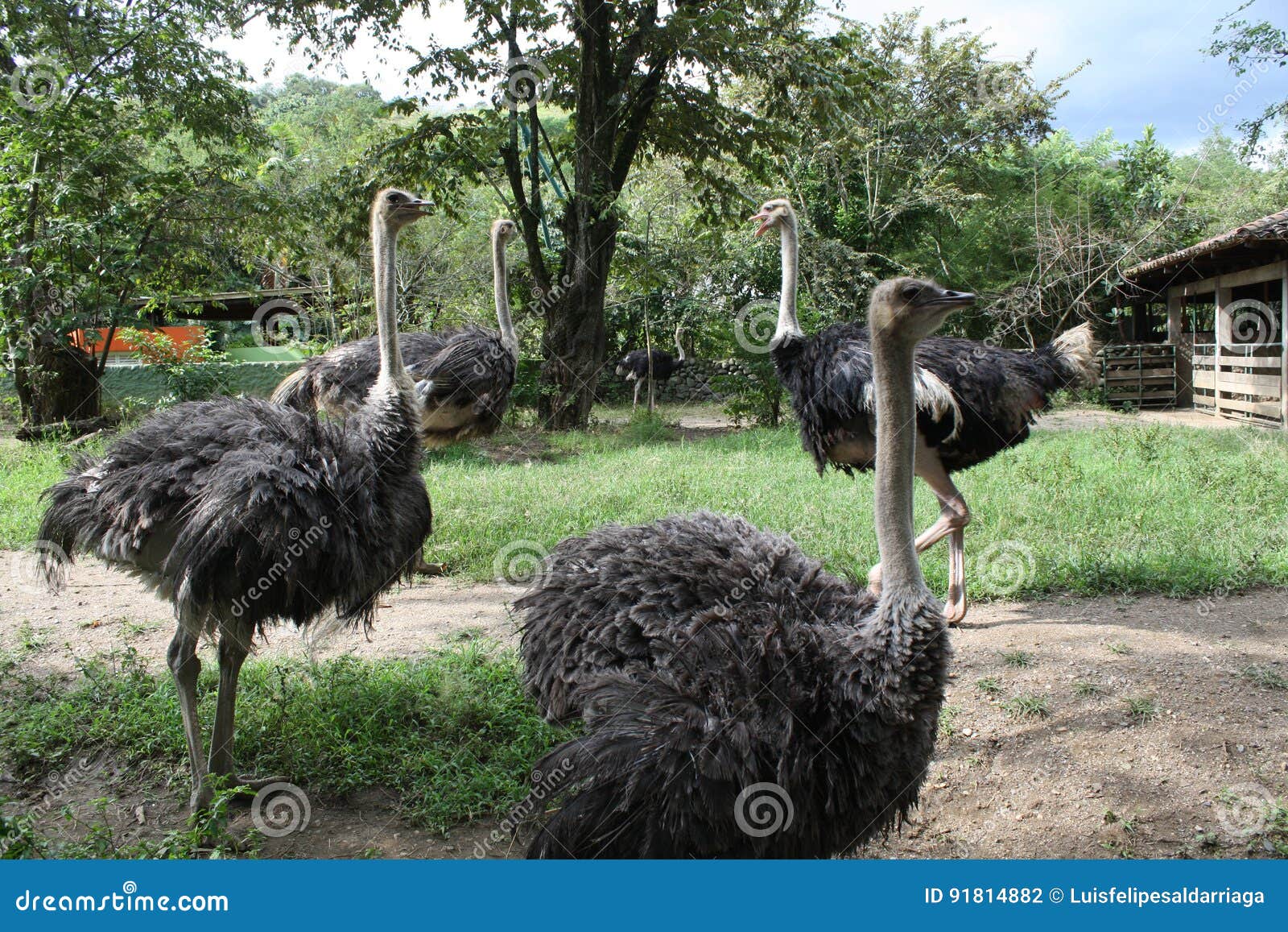 Struzzi Che Camminano Allo Zoo Fotografia Stock - Immagine di struzzo ...
