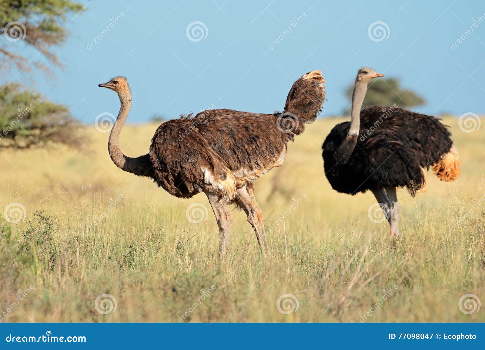 Struzzi in Habitat Naturale Immagine Stock - Immagine di conservazione ...