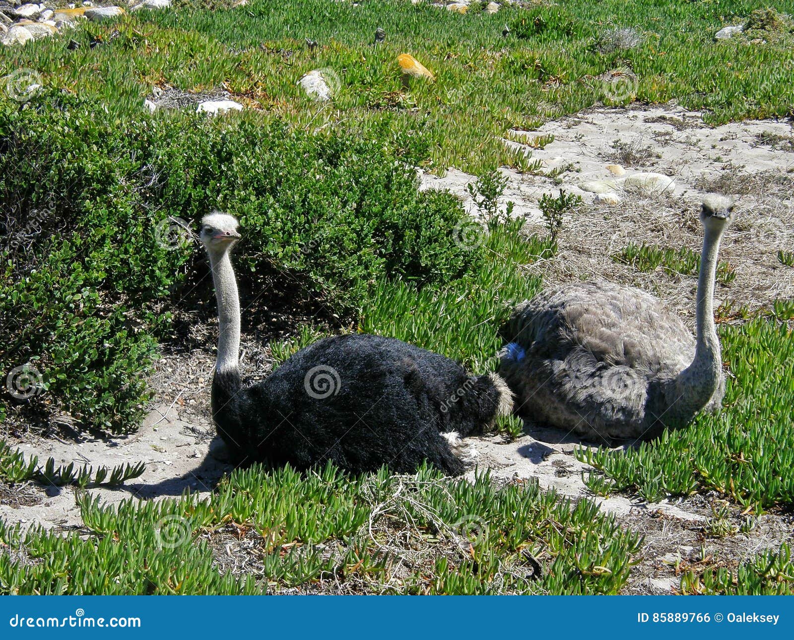 Struzzi Sulla Costa Atlantica Fotografia Stock - Immagine di paesaggio ...