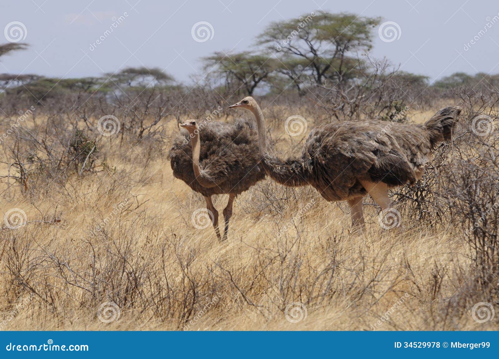 Struzzi sulla savana fotografia stock. Immagine di tanzania - 34529978