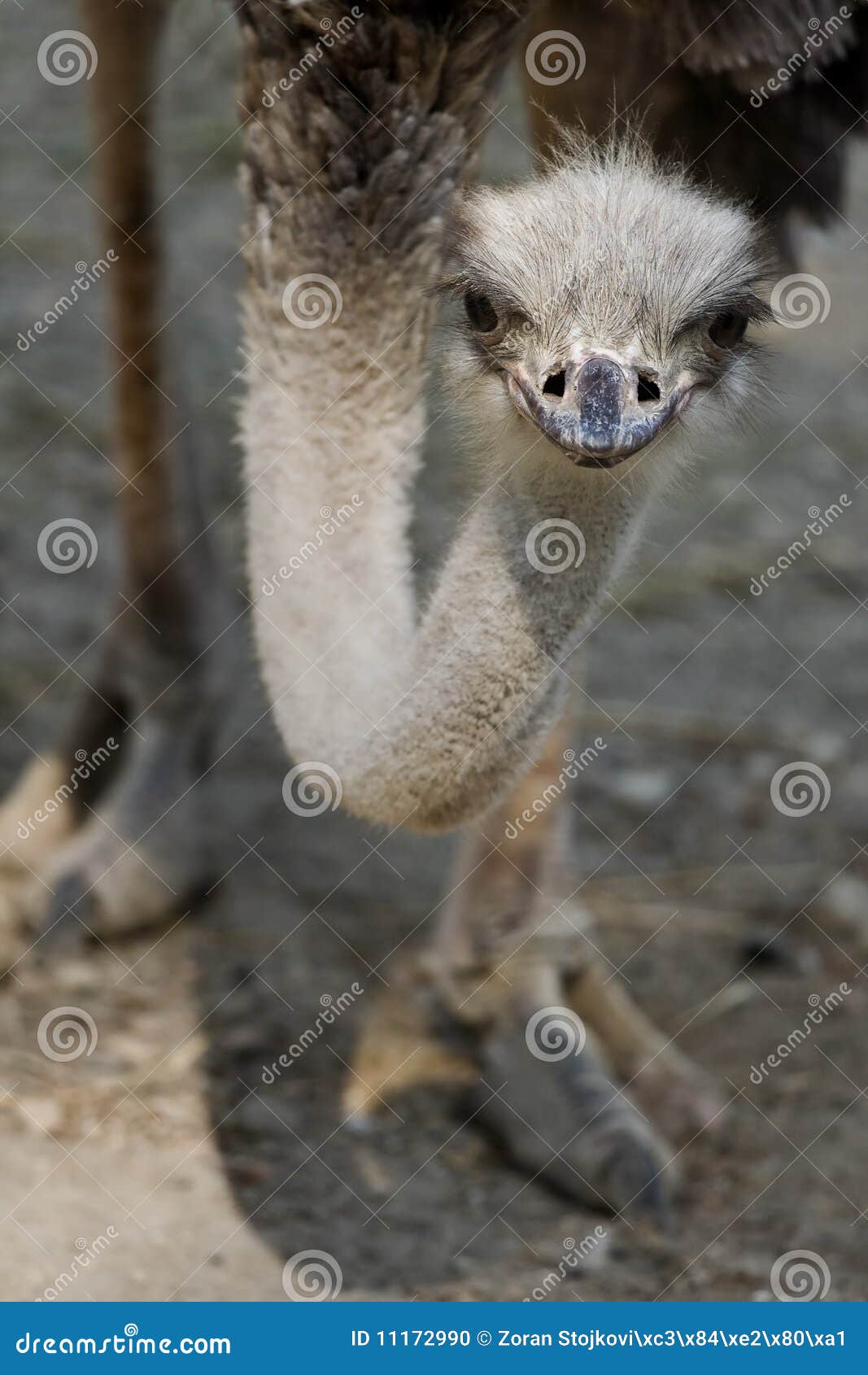 Struzzo fotografia stock. Immagine di africa, piuma, funzionare - 11172990