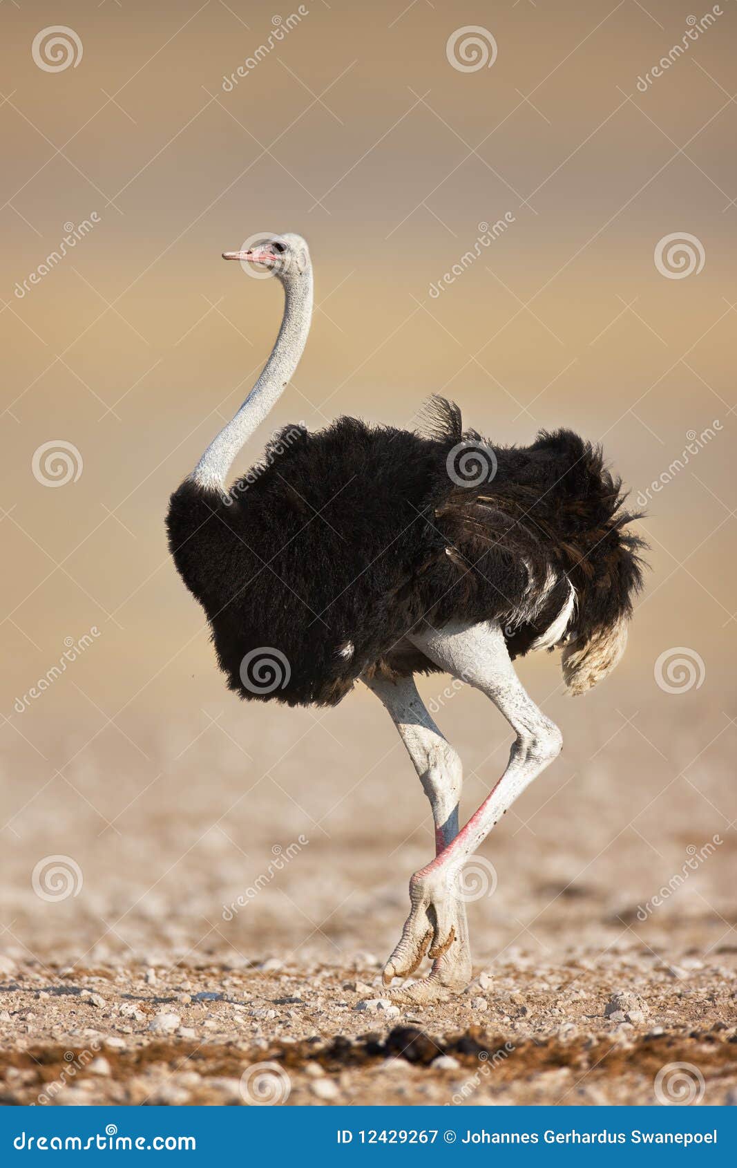 Struzzo immagine stock. Immagine di animale, grande, parco - 12429267