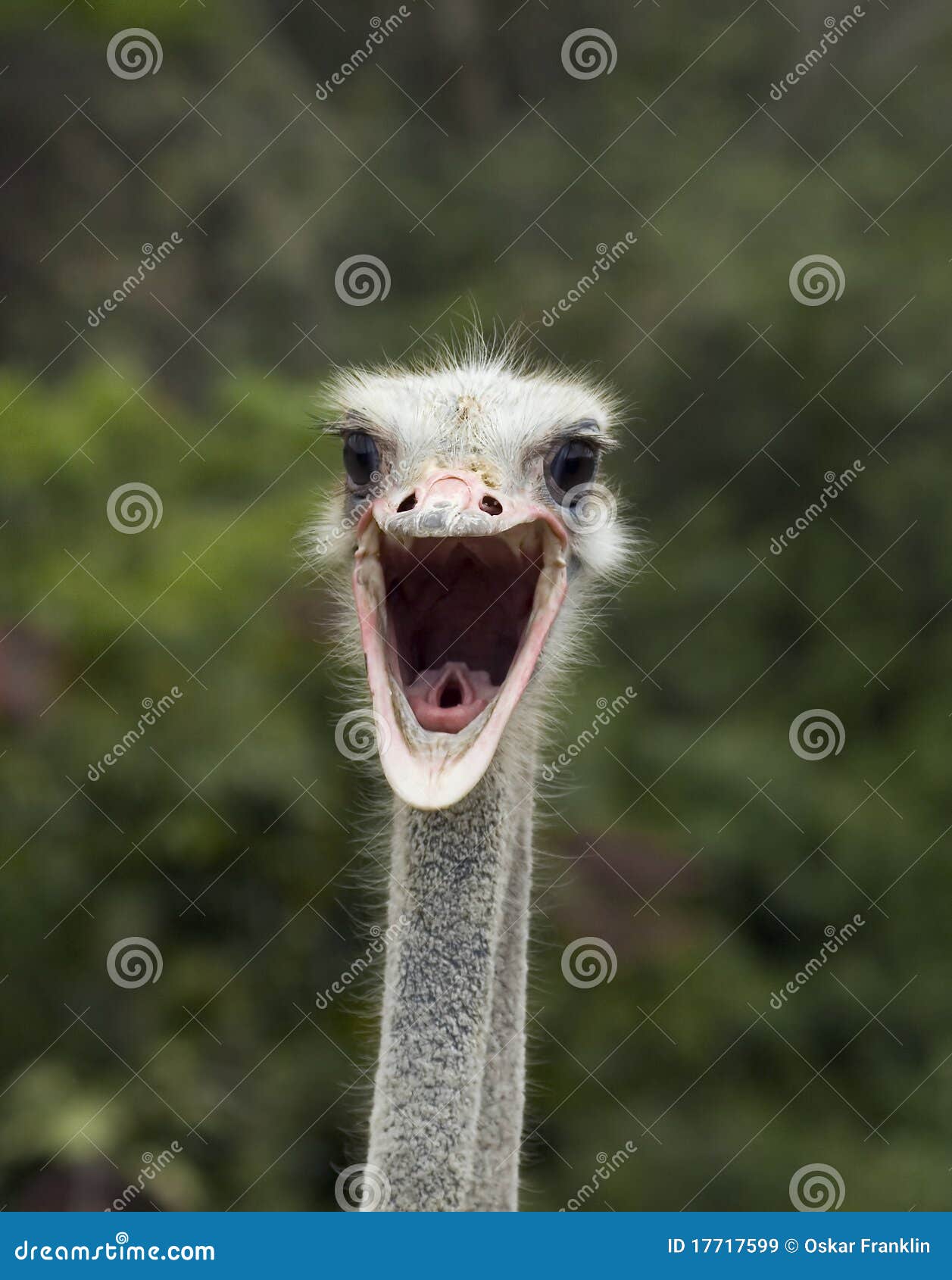 Struzzo immagine stock. Immagine di becco, testa, bocca - 17717599