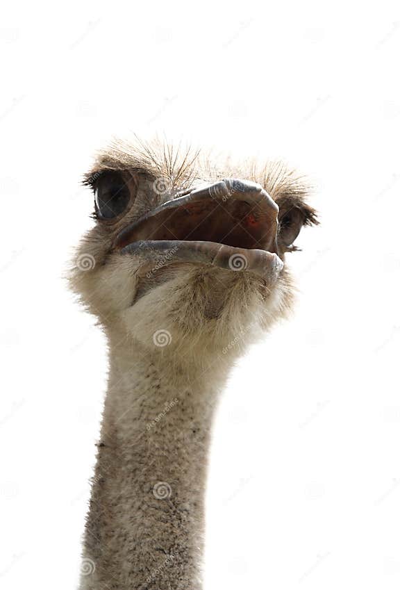 Struzzo fotografia stock. Immagine di faccia, piuma, alto - 19365044