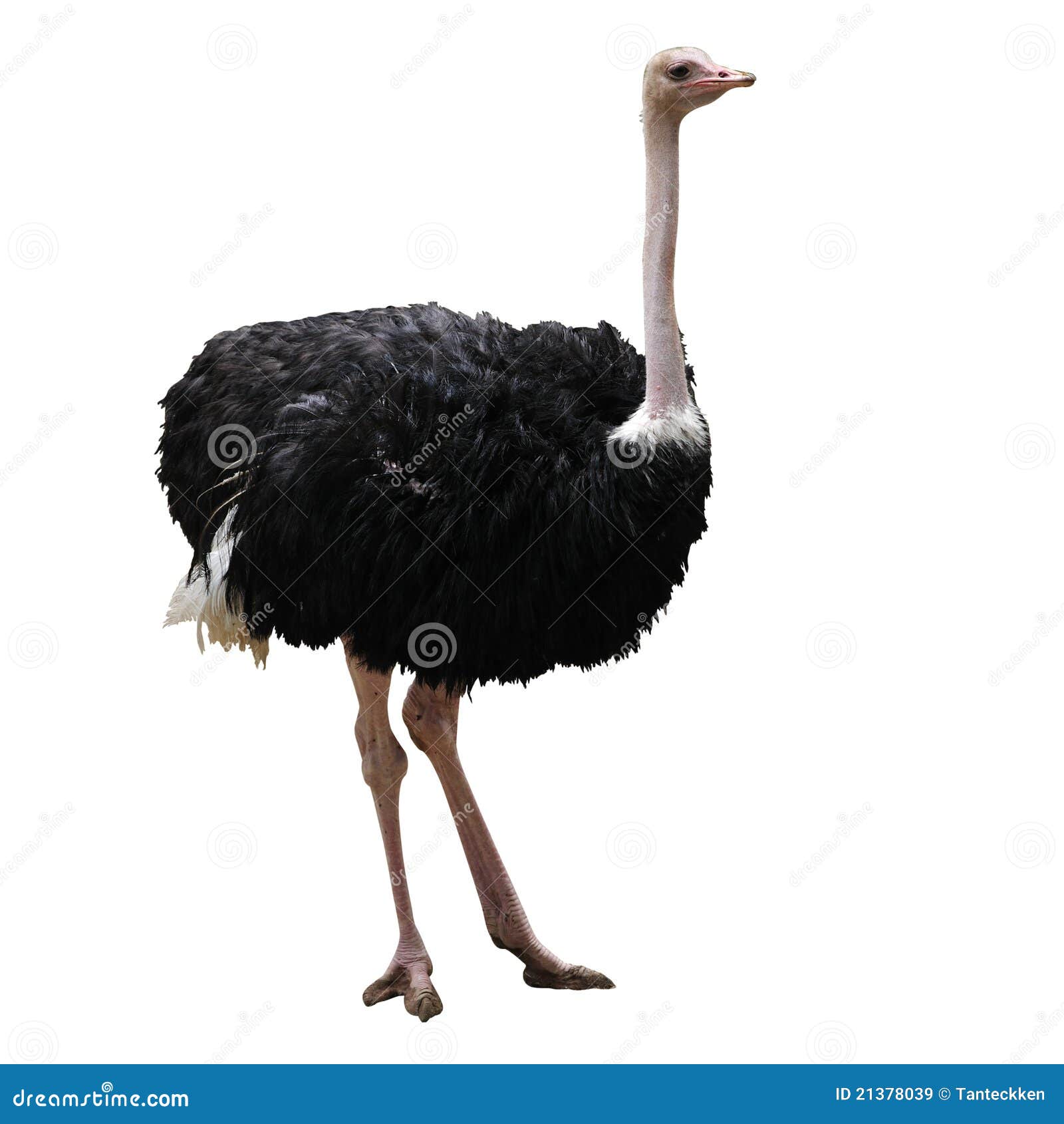 Struzzo immagine stock. Immagine di profilo, fissare - 21378039