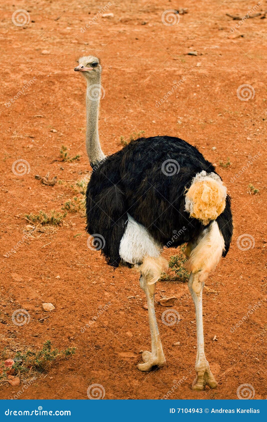 Struzzo immagine stock. Immagine di piume, volare, savanna - 7104943