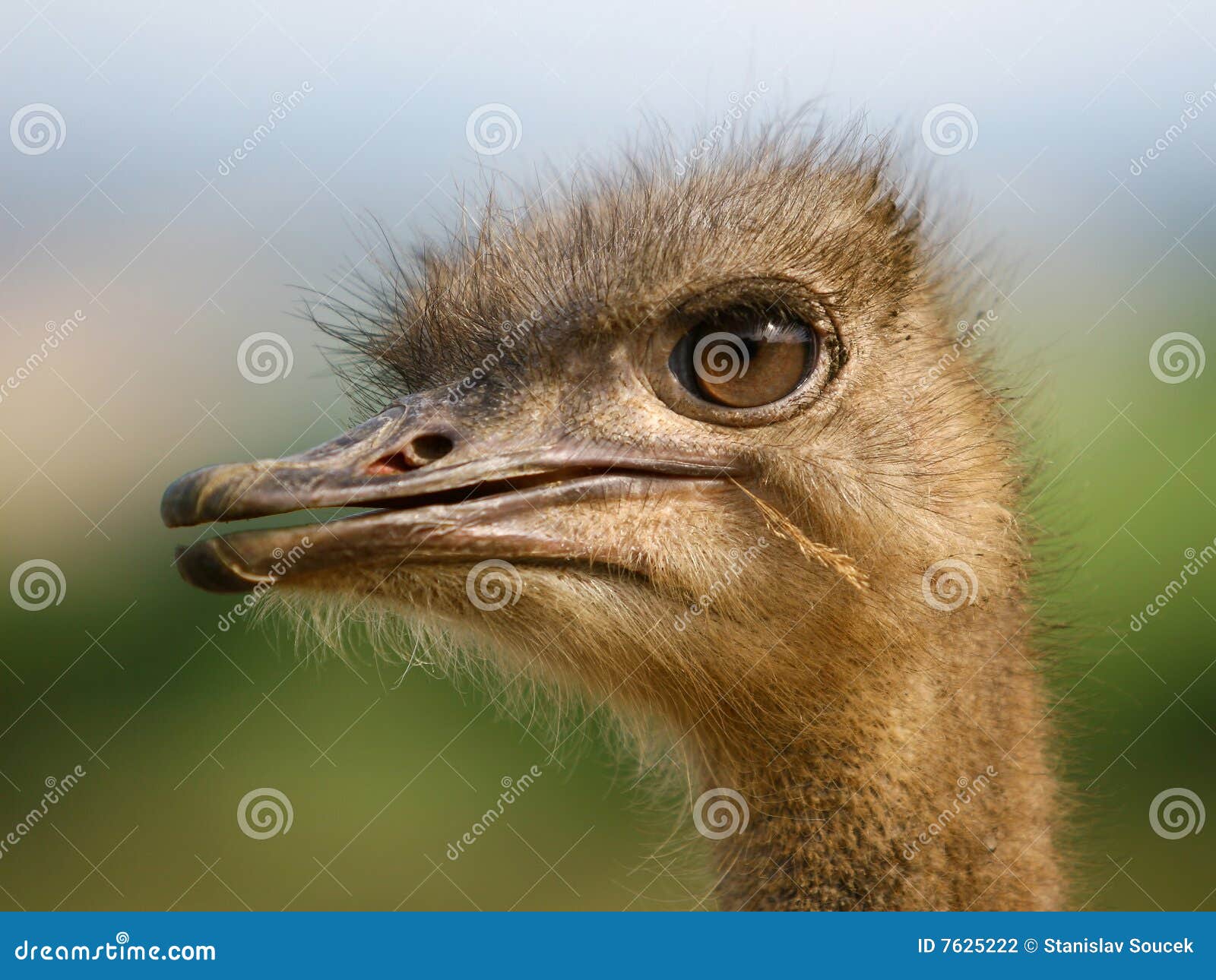 Struzzo fotografia stock. Immagine di uccello, podere - 7625222