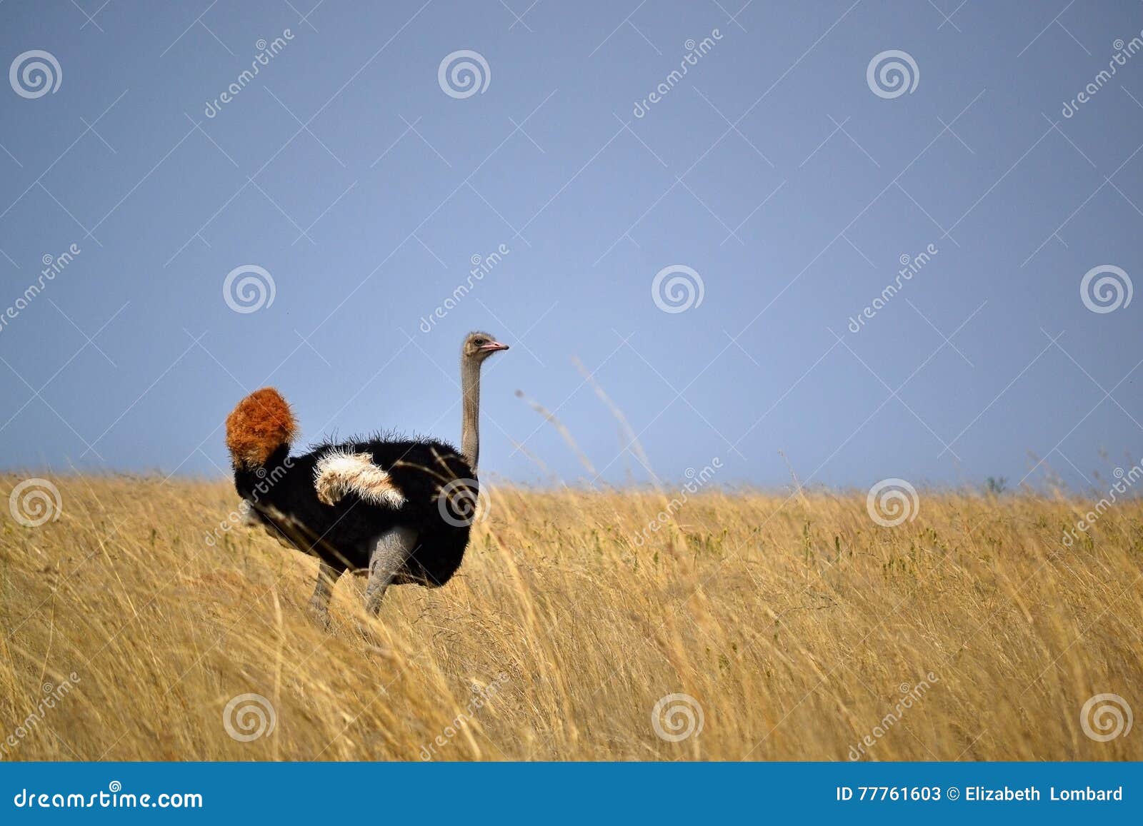 Struzzo immagine stock. Immagine di volare, maschio, maggiore - 77761603