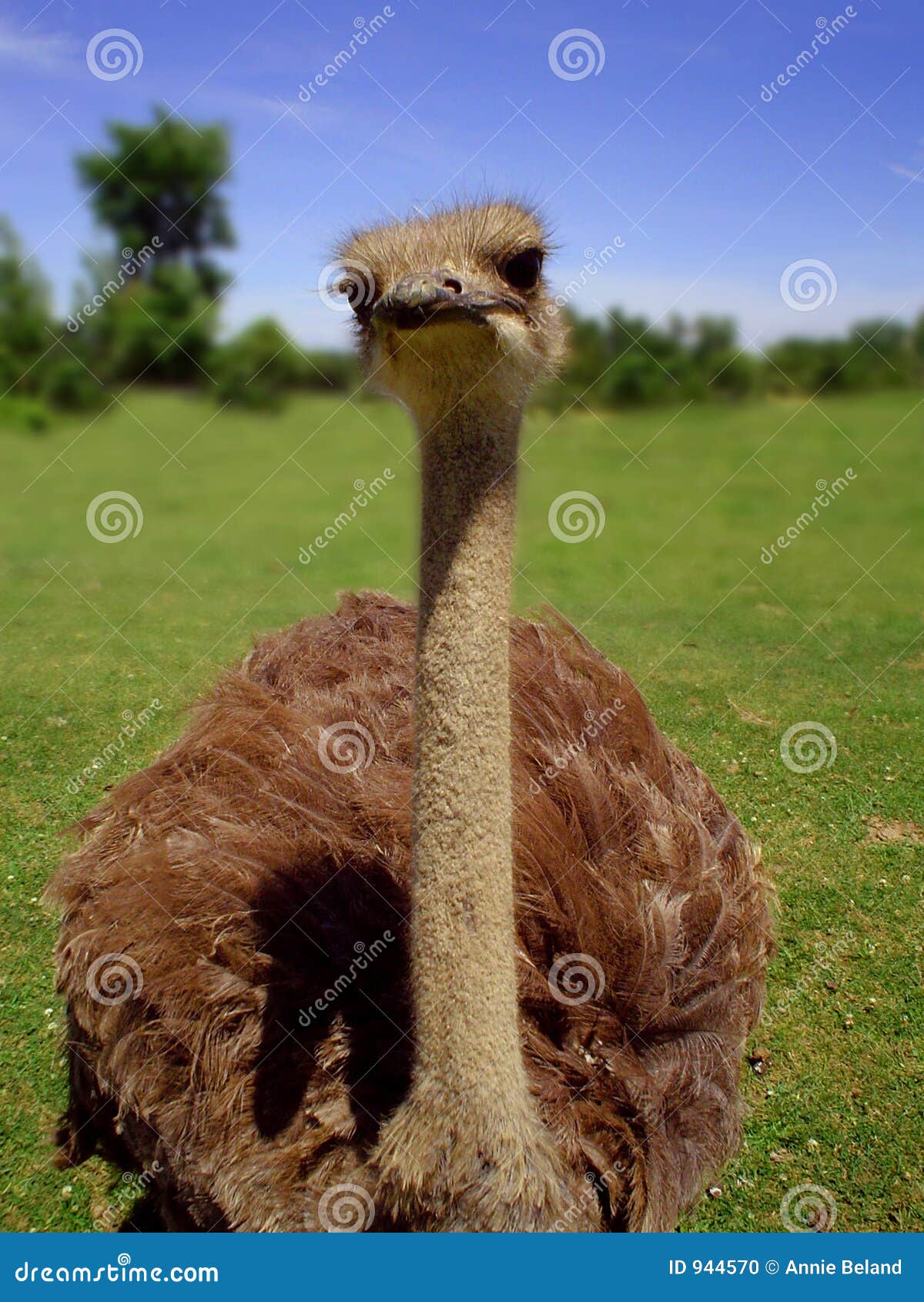 Struzzo fotografia stock. Immagine di uccello, testa, animale - 944570