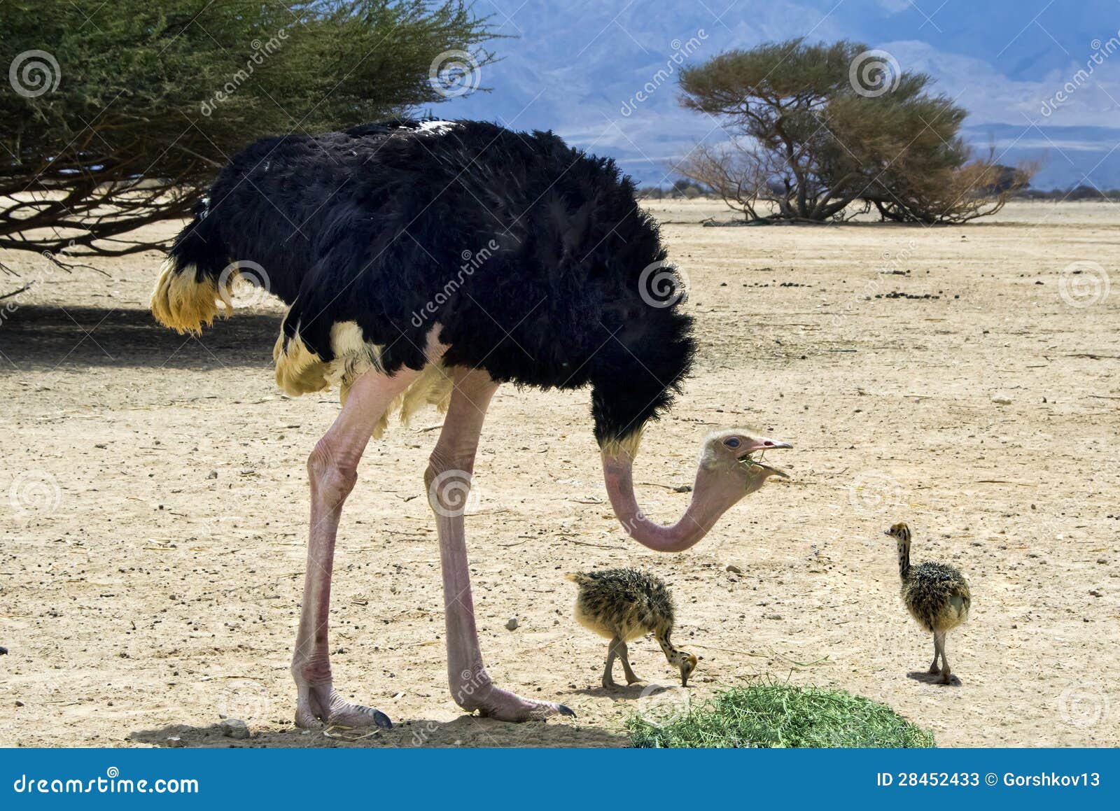 Struzzo Adulto Con Due Pulcini Neonati Immagine Stock - Immagine di ...