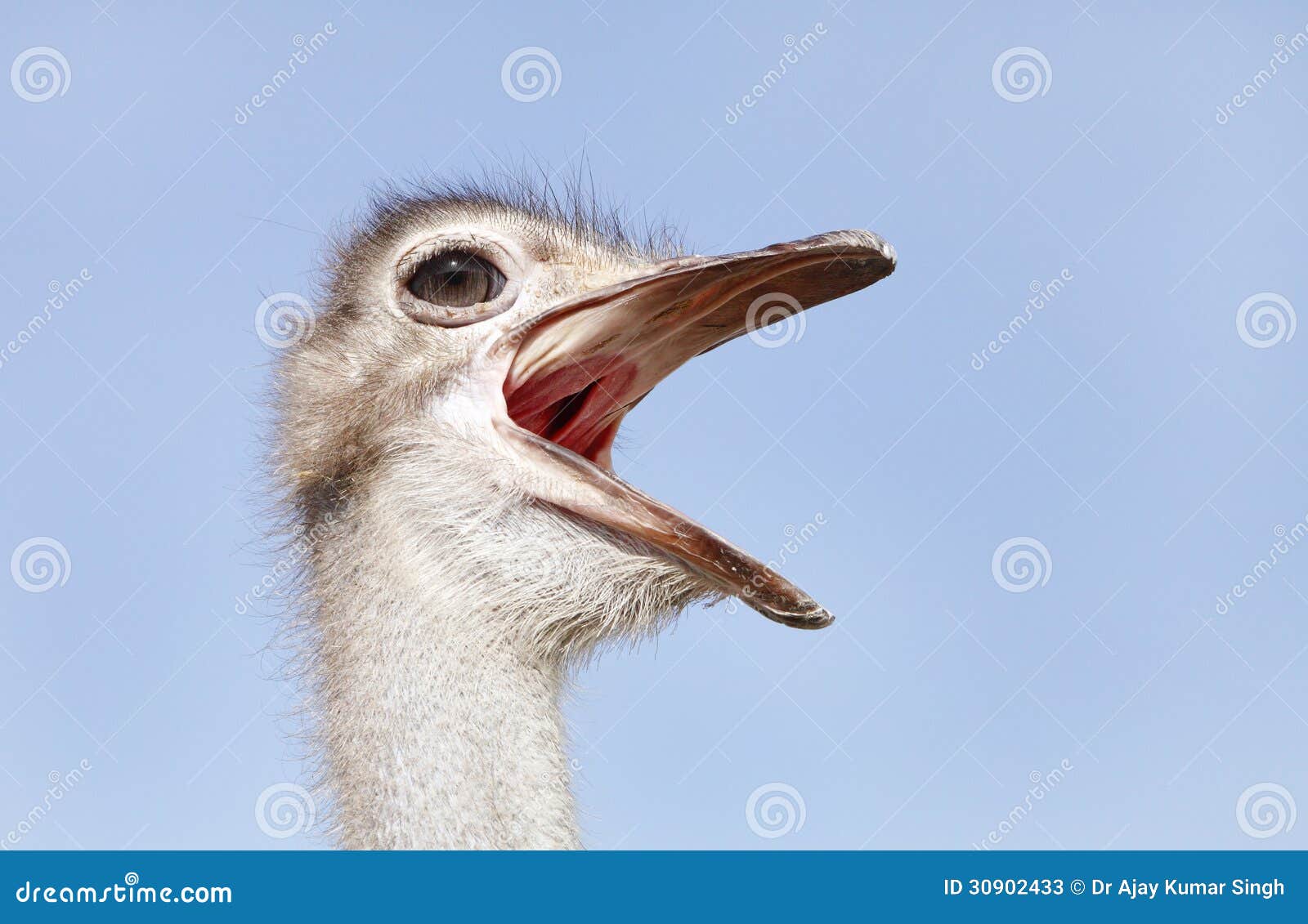 Struzzo Che Fa Il Suono Di Brontolio Immagine Stock - Immagine di ...