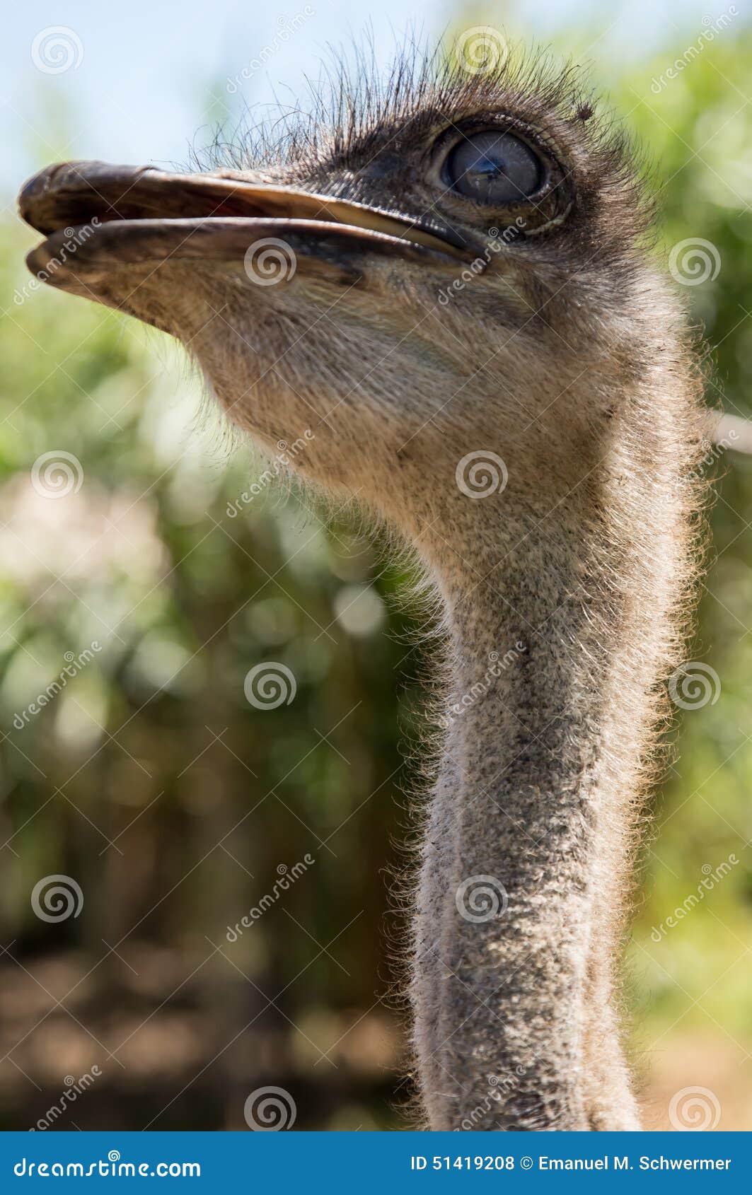 Struzzo Che Sembra Significativo Fotografia Stock - Immagine di ...