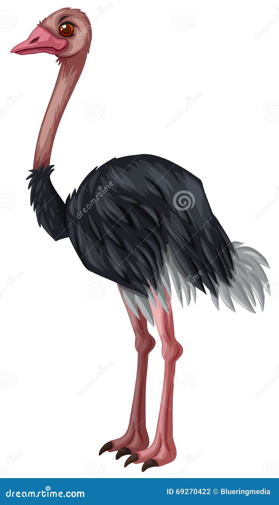 Struzzo Che Sta Sul Fondo Bianco Illustrazione Vettoriale ...